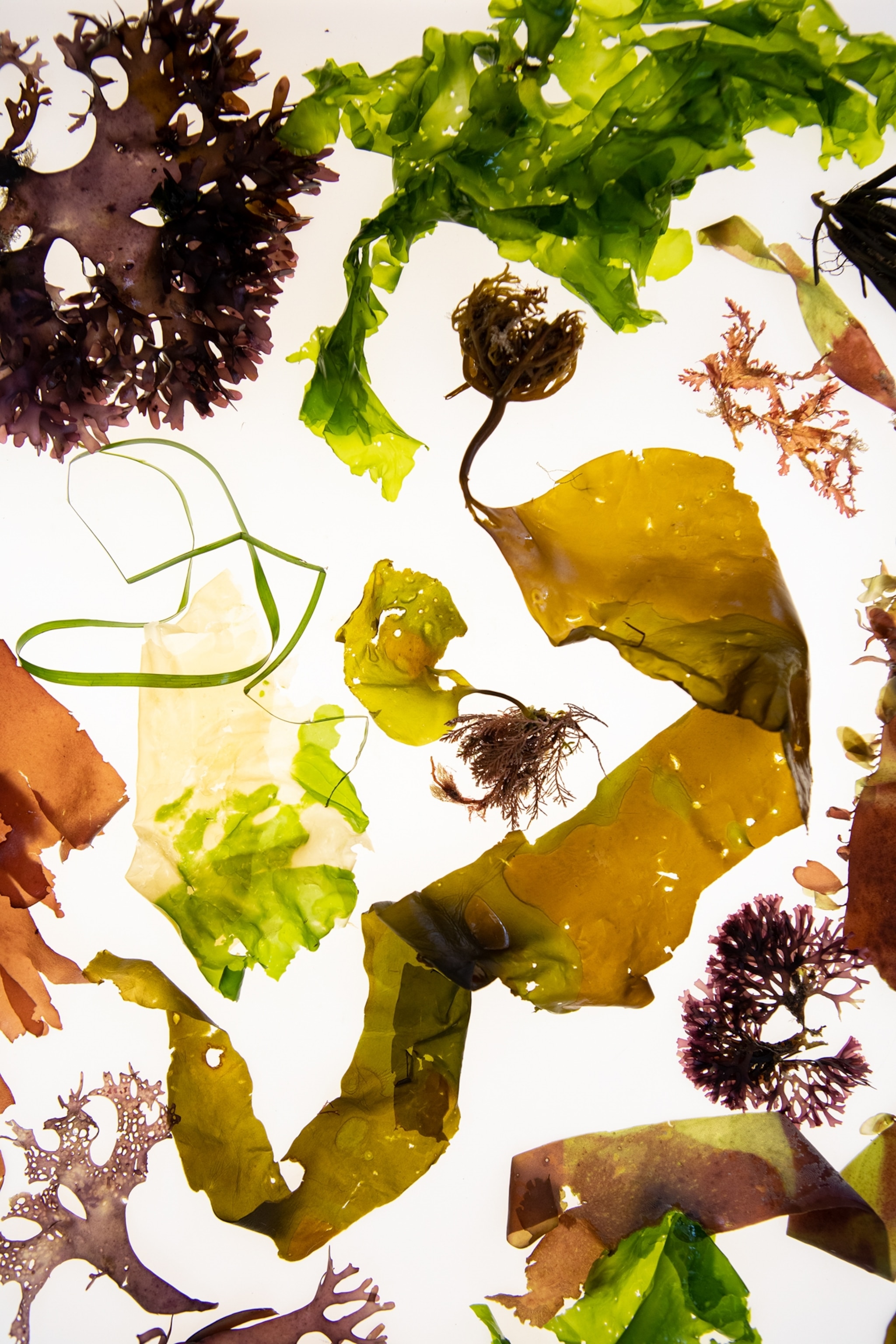 Could seaweed be the 'fastest and least expensive' tool to fight ...