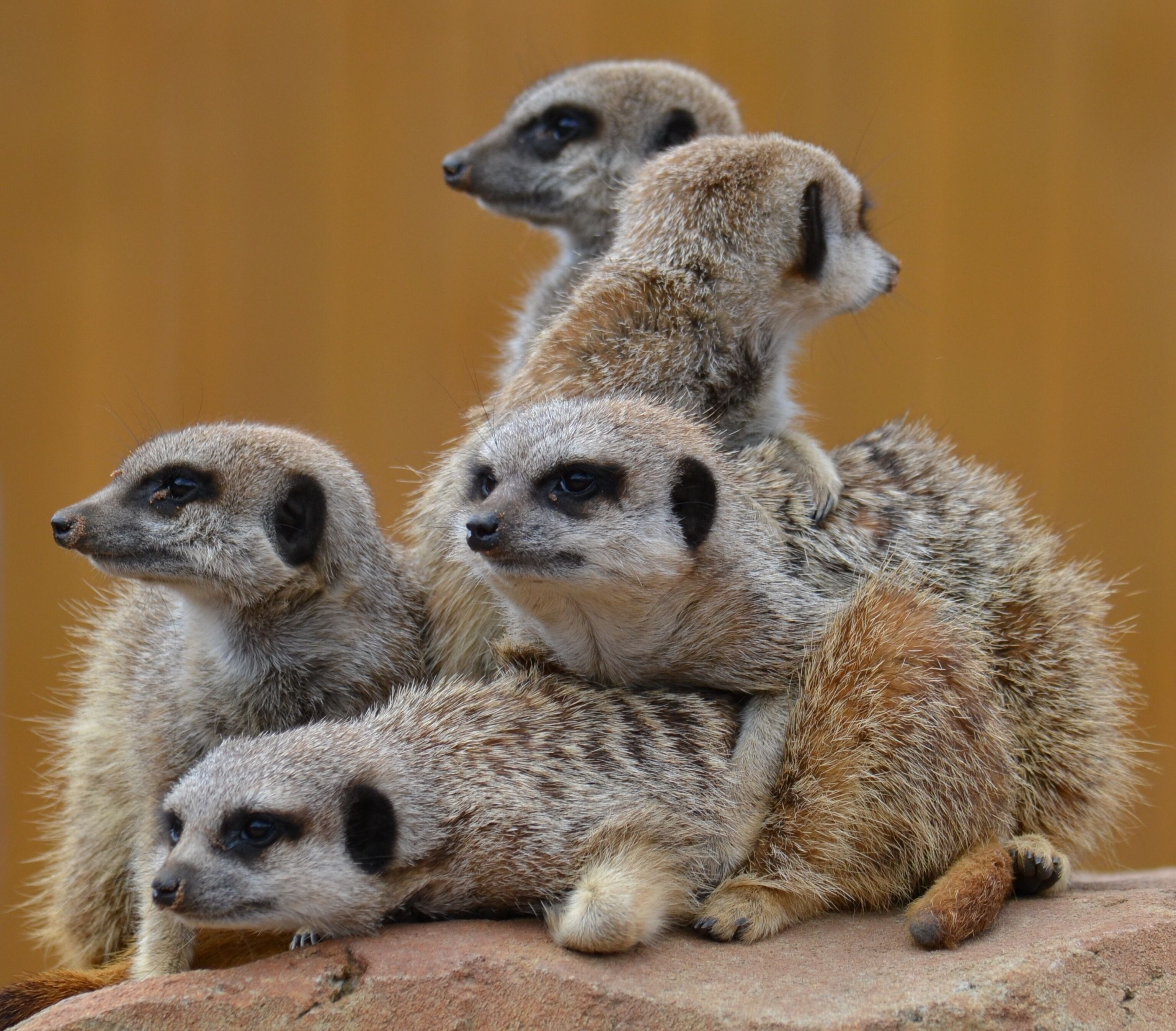 Cute Meerkats
