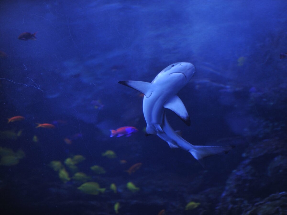 Your Shark Pictures - National Geographic