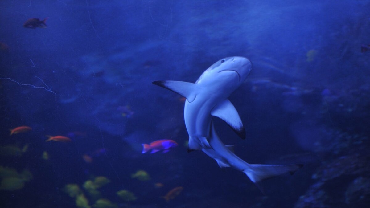 Your Shark Pictures - National Geographic | National Geographic