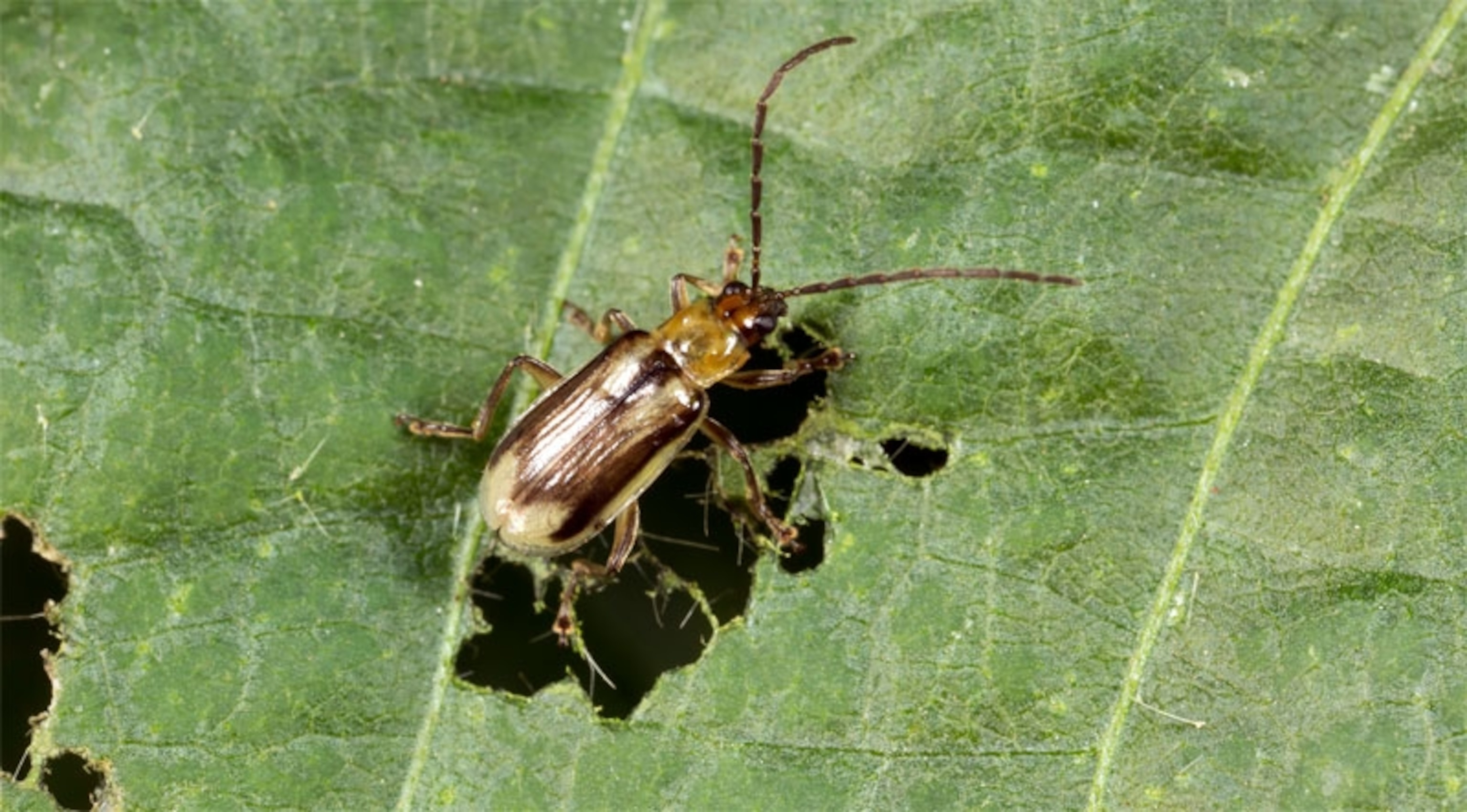 Gut Bacteria Allows Insect Pest to Foil Farmers | National Geographic