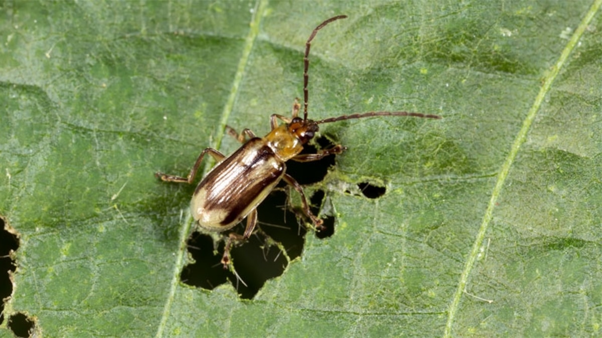 Gut Bacteria Allows Insect Pest to Foil Farmers | National Geographic