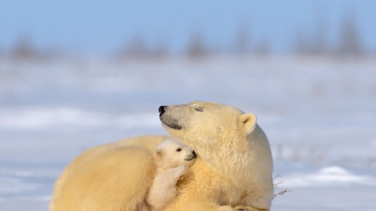 Wapusk National Park | National Geographic