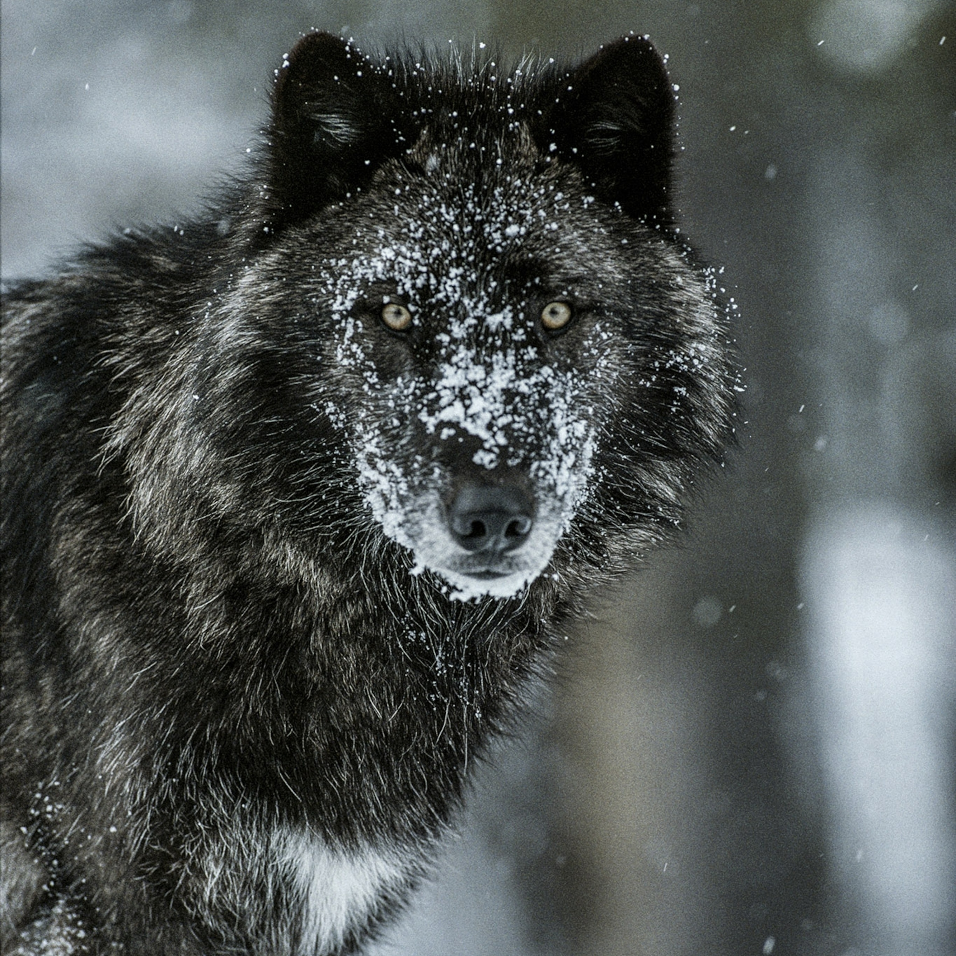 Baby Black Wolves With Blue Eyes