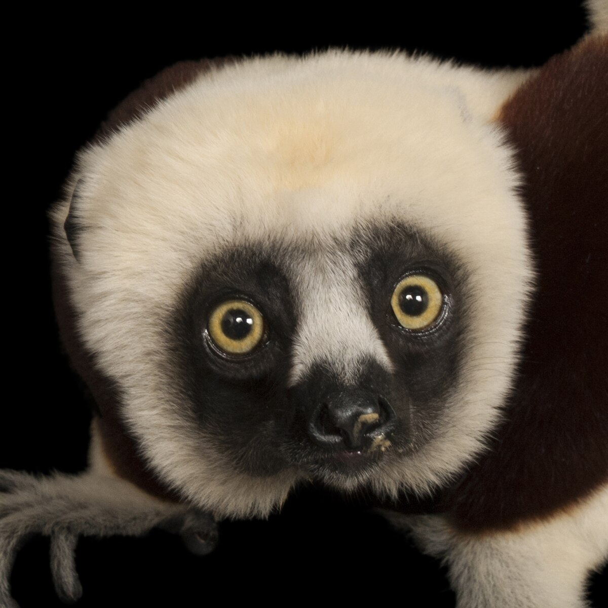Sifakas | National Geographic