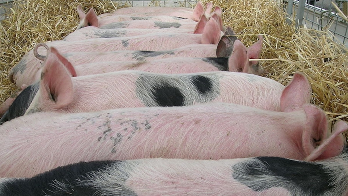 Deadly Pig Virus May Have Sneaked Into US On Reusable Bags | National ...