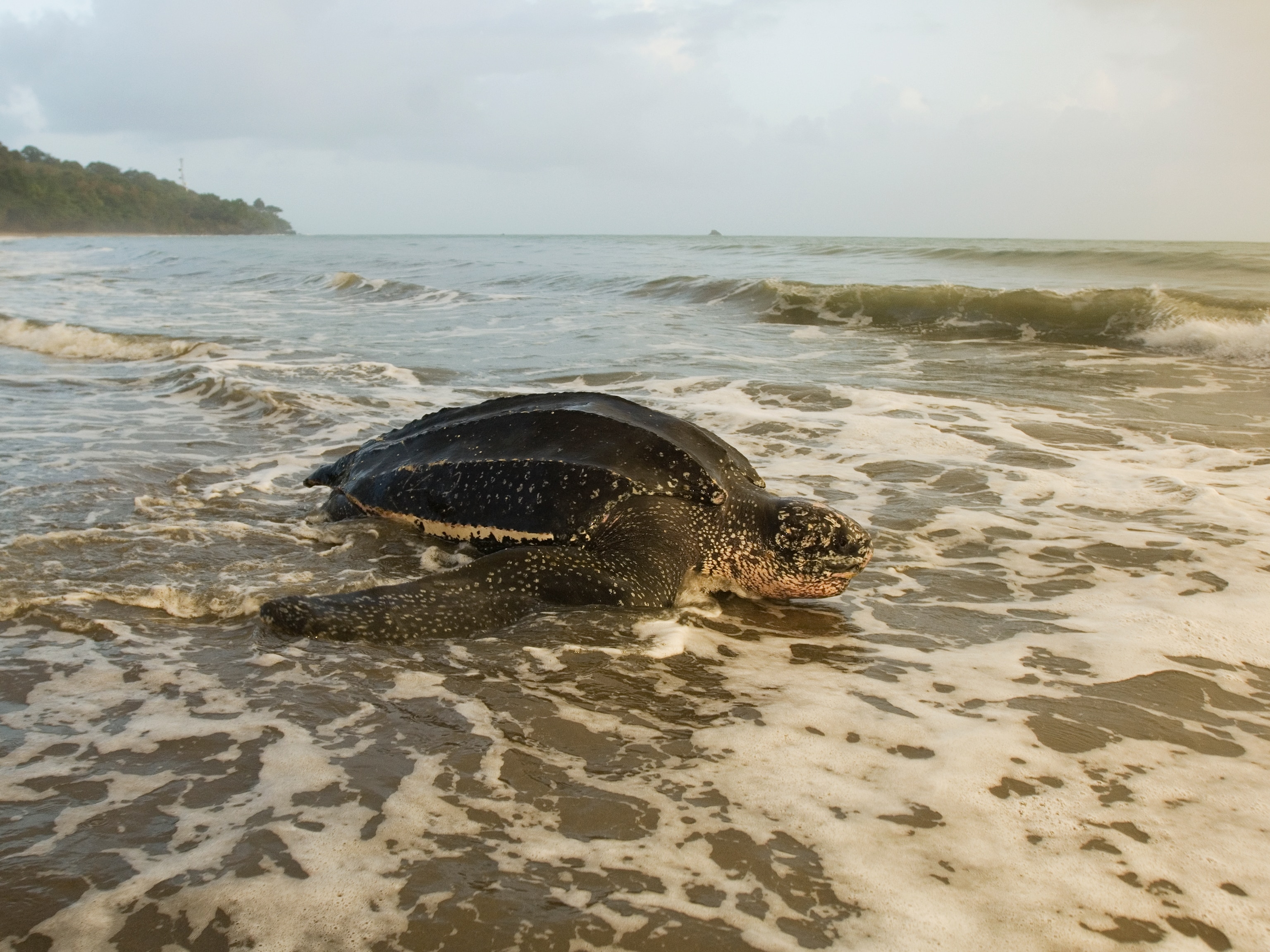 Florida by Water: See Sea Turtles in the Wild -- National Geographic ...