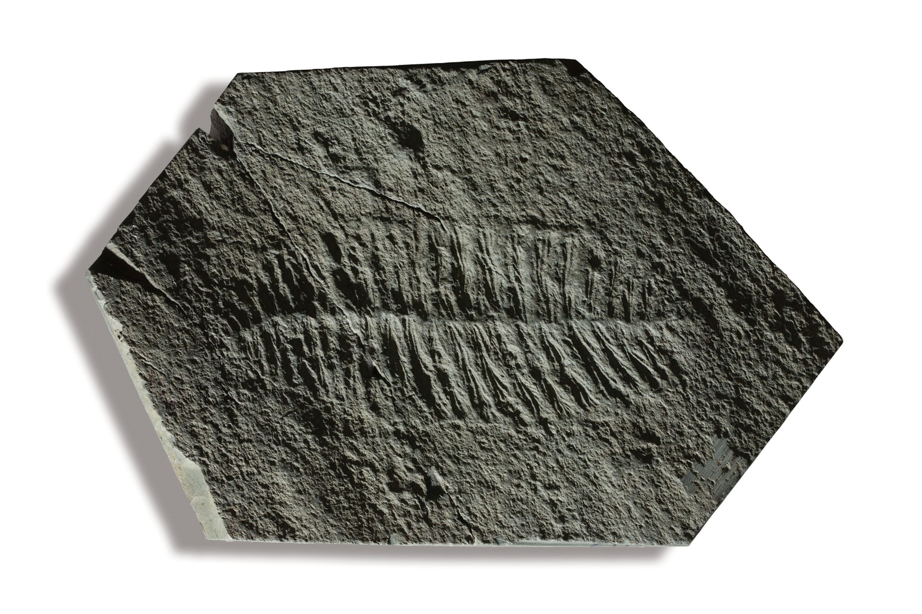 First, There Were Microbes. Then Life on Earth Got Big.