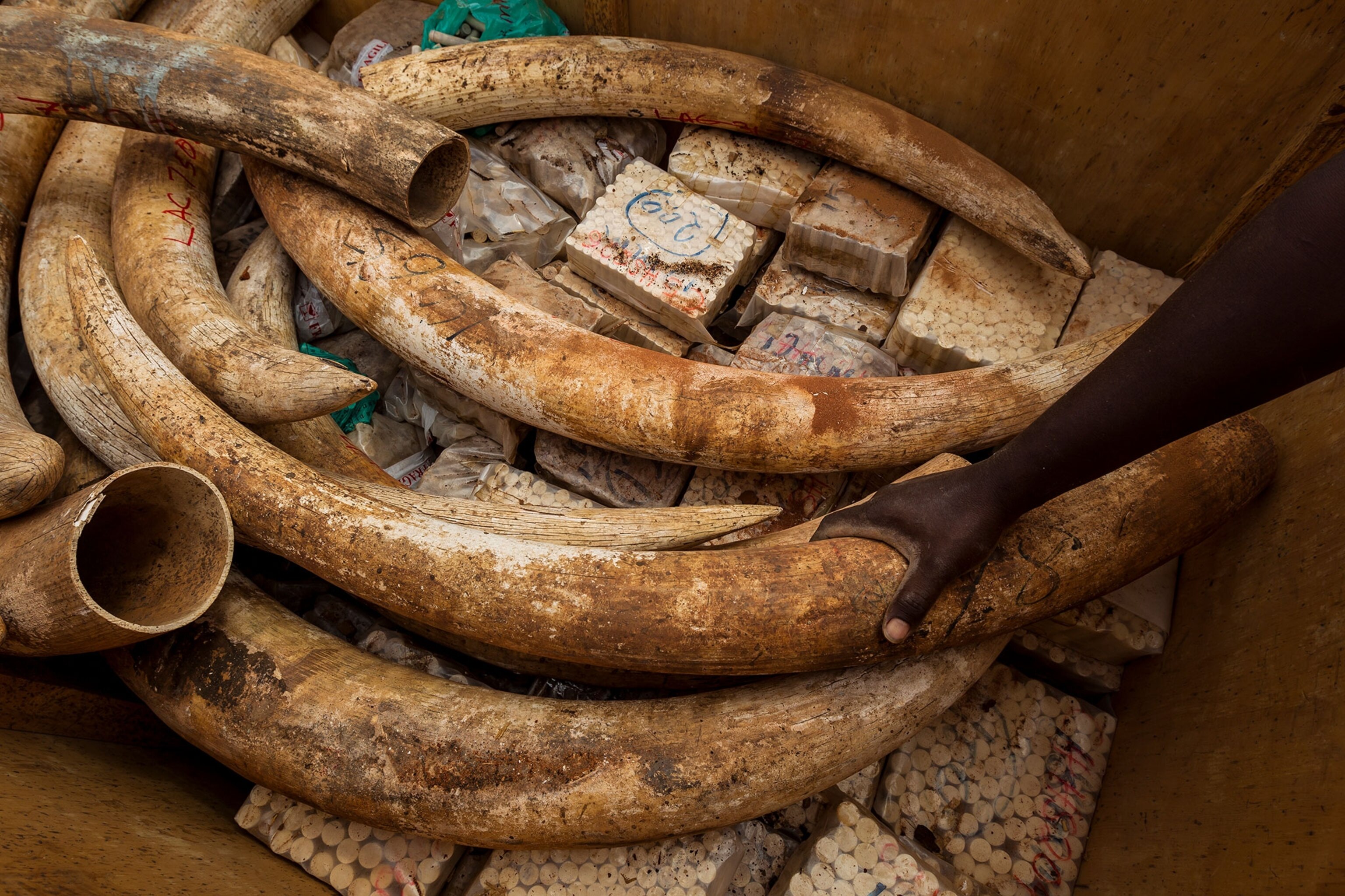 How Japan Undermines Efforts to Stop the Illegal Elephant Ivory Trade