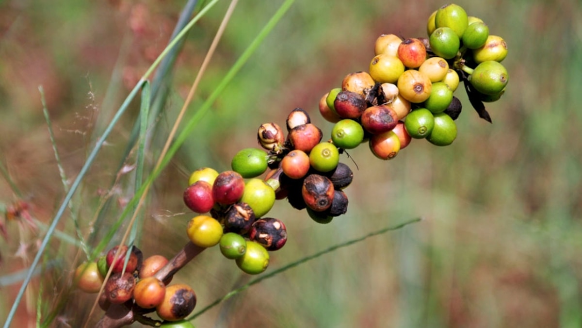 This Beetle is Ruining Your Coffee With the Help of Bacteria | National ...