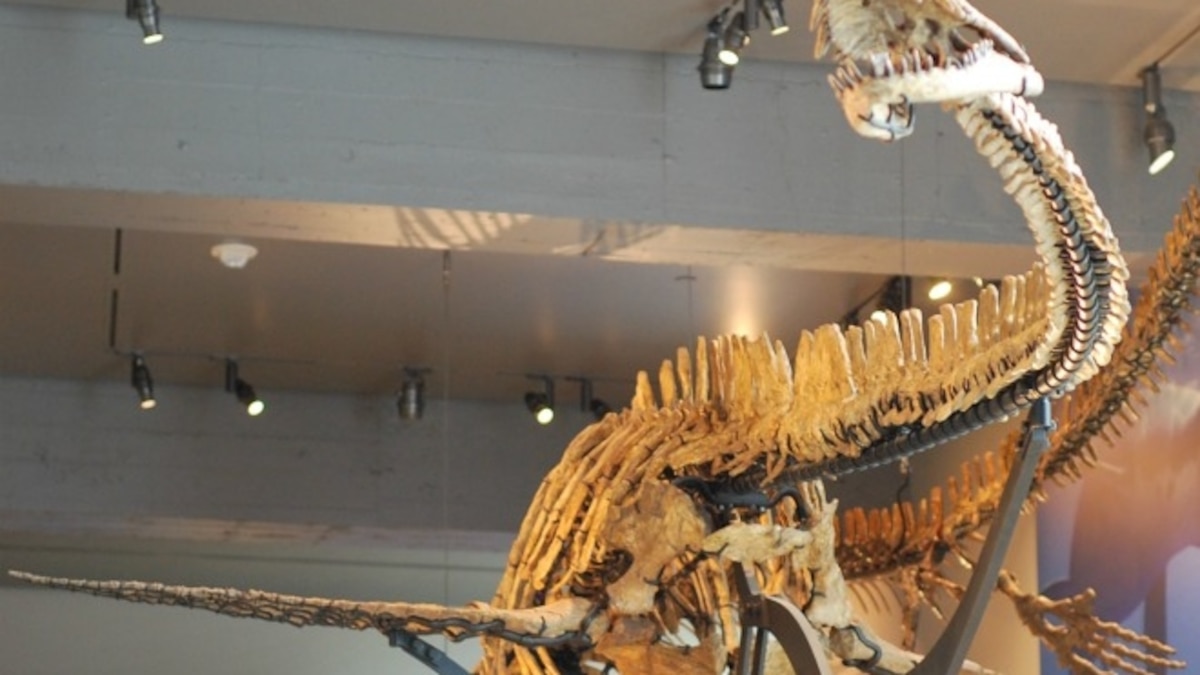 Albertonectes Was an Extreme Elasmosaur | National Geographic