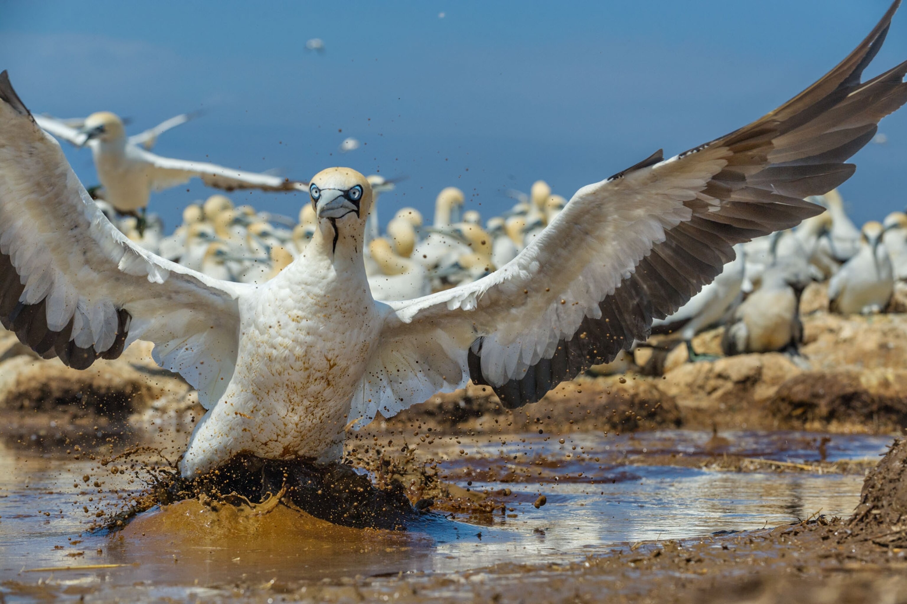 Lost at Sea: Why the Birds You Don’t See Are Fading Away