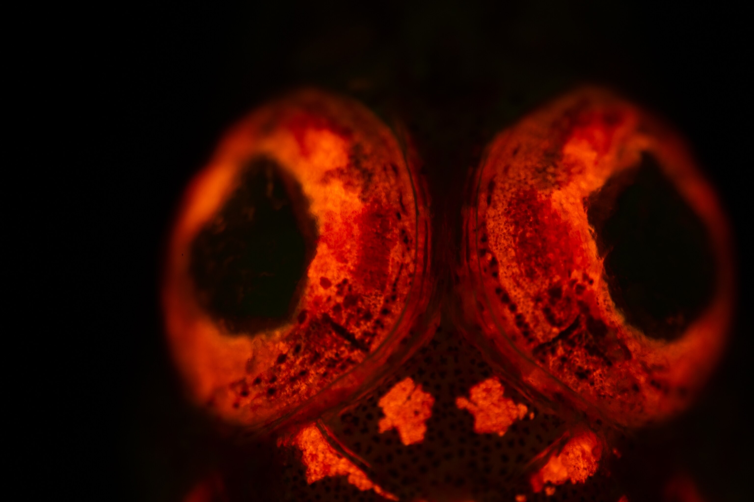 See the ocean’s glow-in-the-dark world on a fluorescent night dive