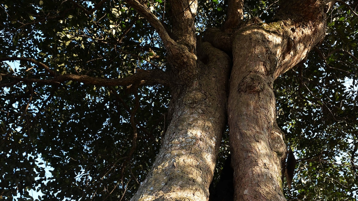 Prehistoric tree is first of its kind found below the Equator ...