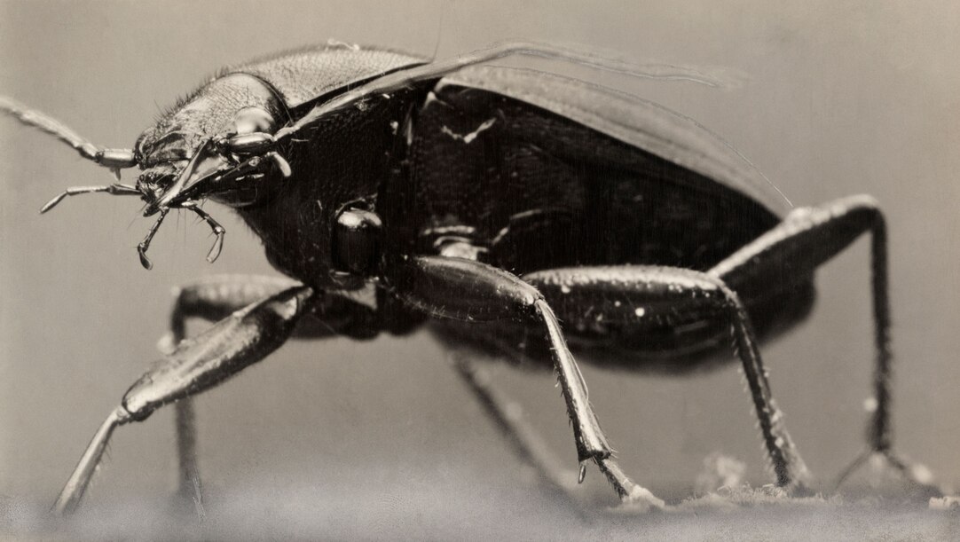 Giant Water Bug Eating Turtle