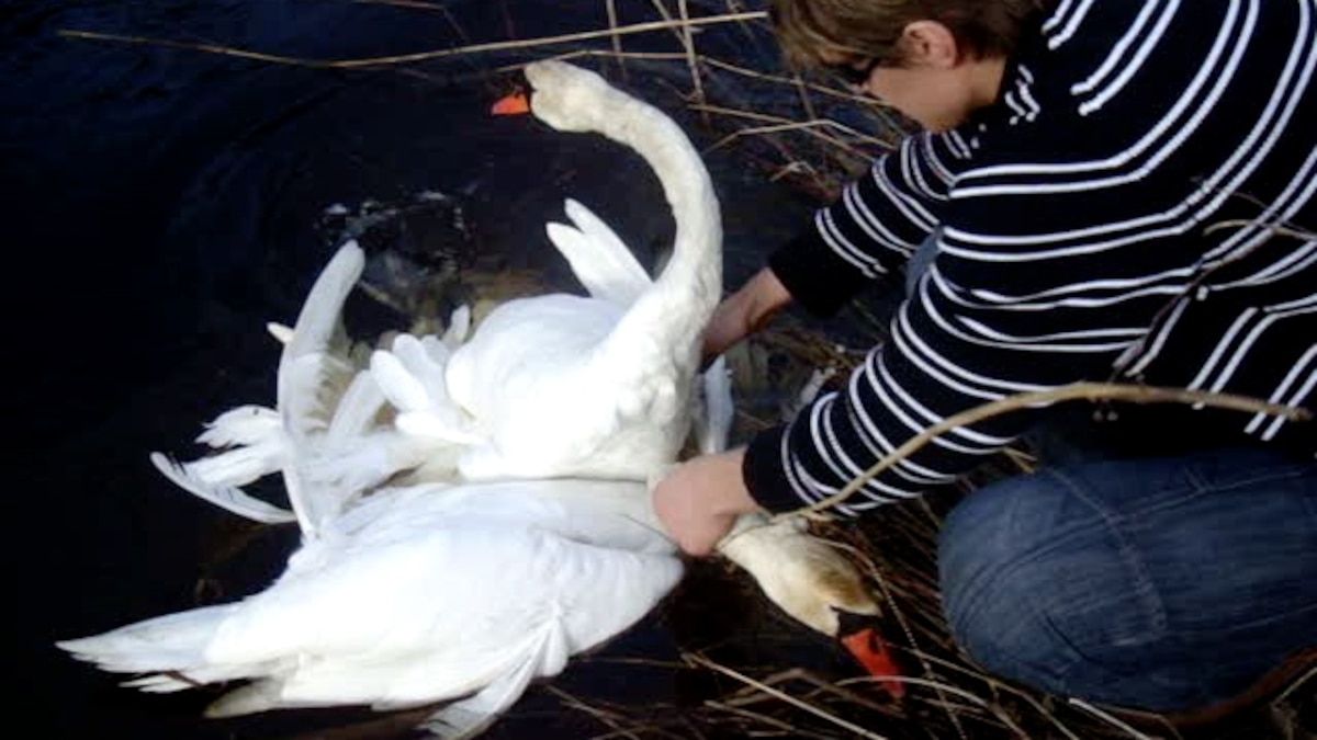 Watch People Rescue Entangled Swans—How Did It Happen?