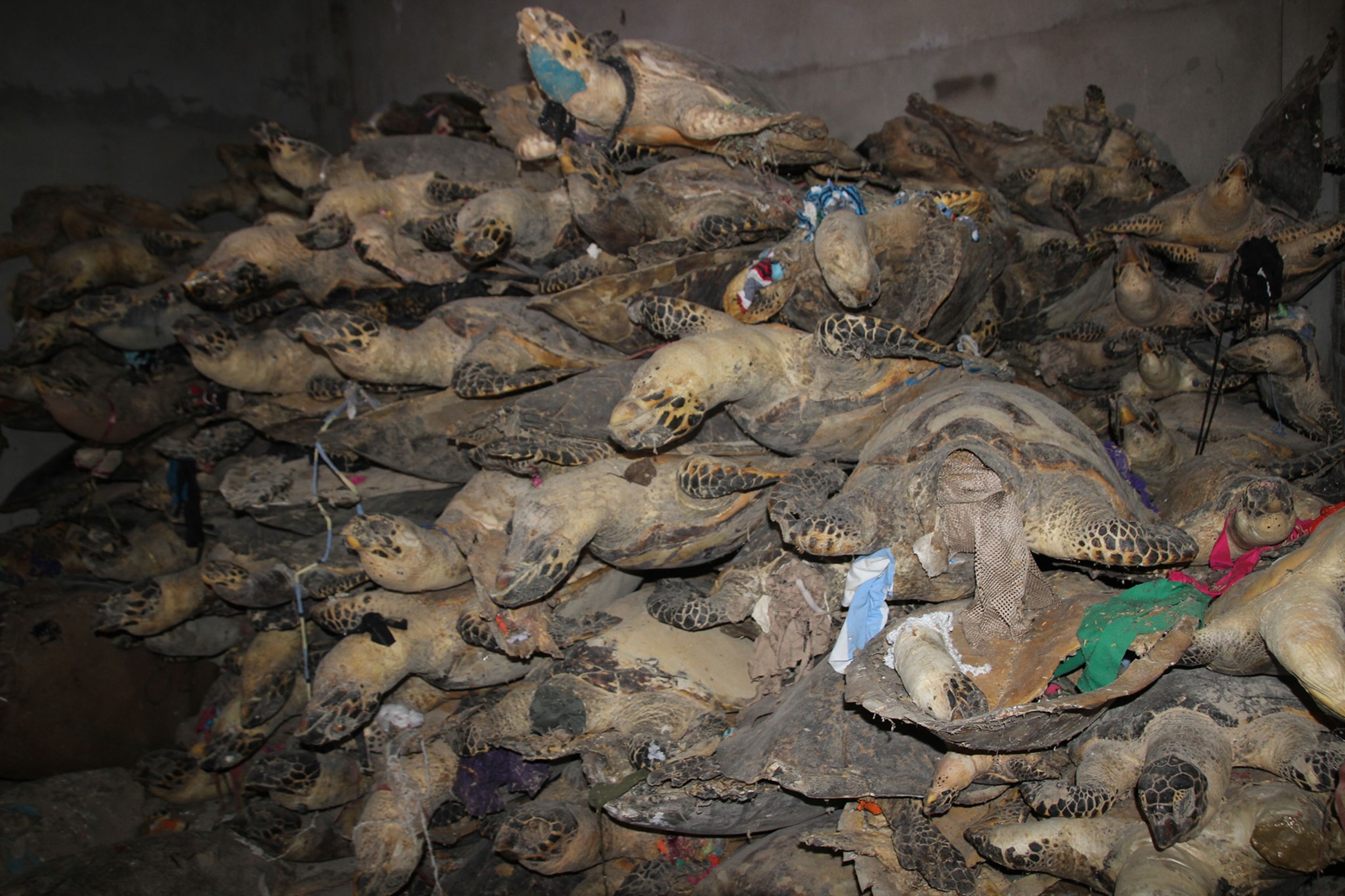 Hawksbill Sea Turtle Trafficker Sentenced, But Suspected Mastermind ...