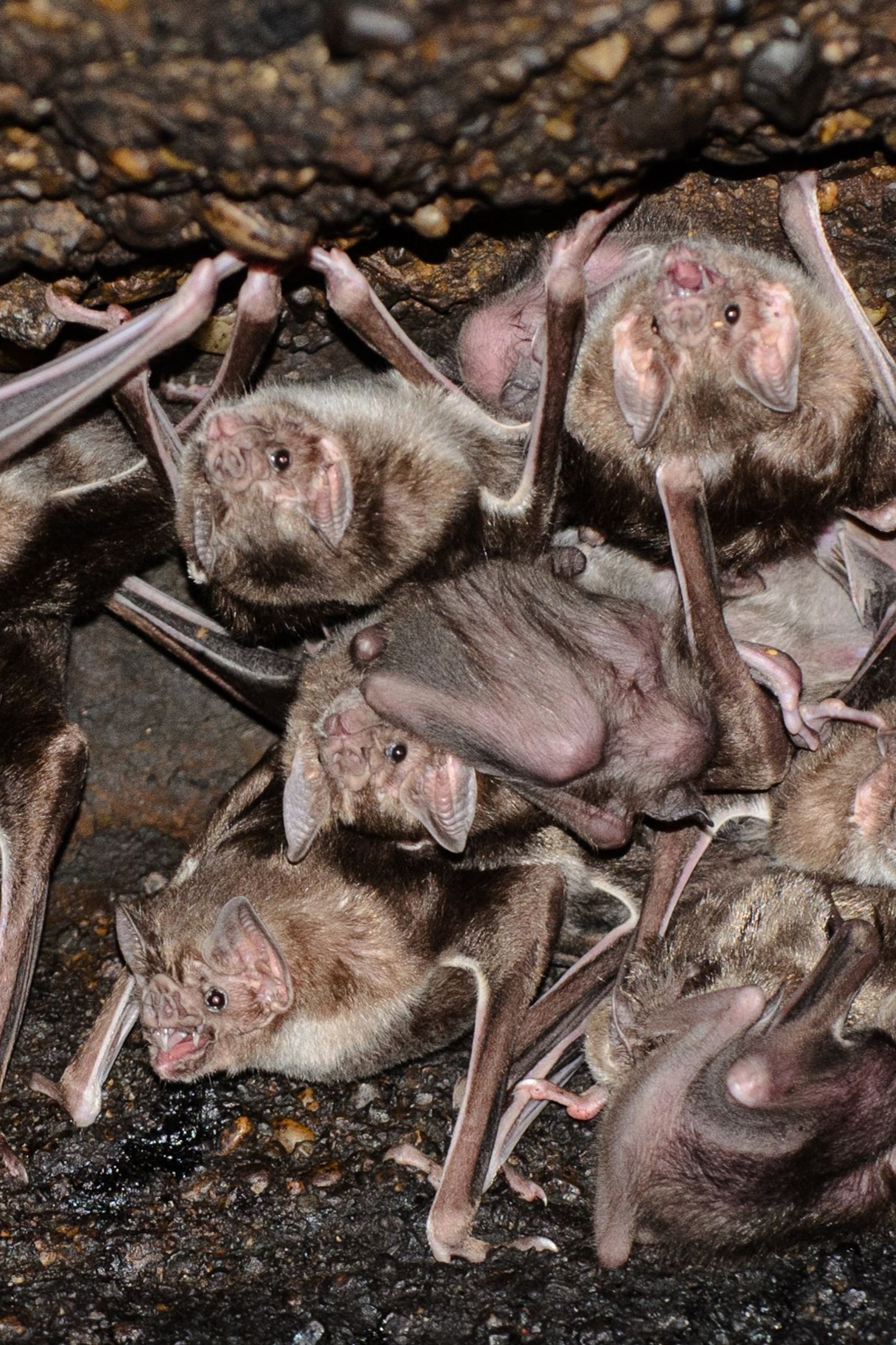 Tropical Rainforest Vampire Bat