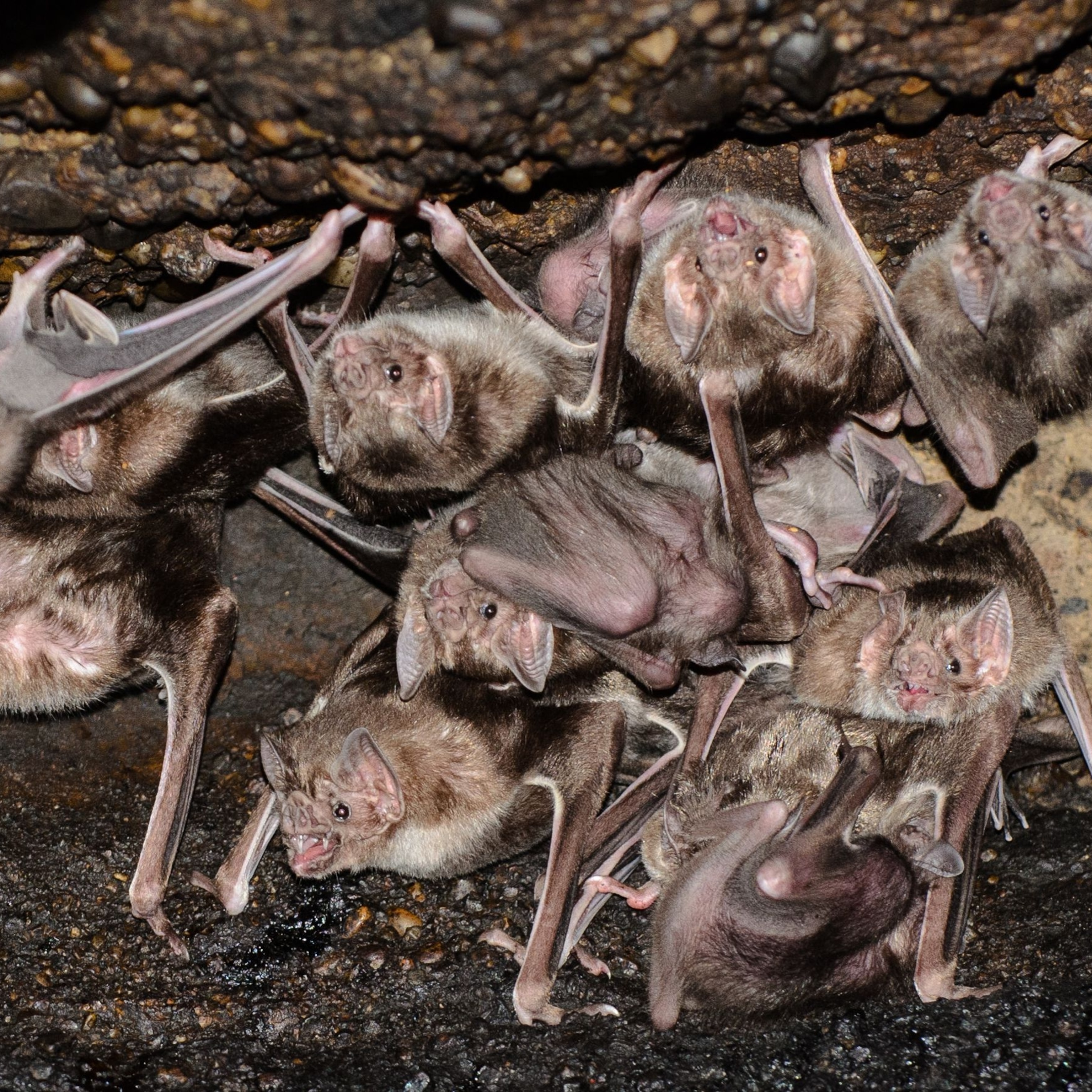 Tropical Rainforest Vampire Bat