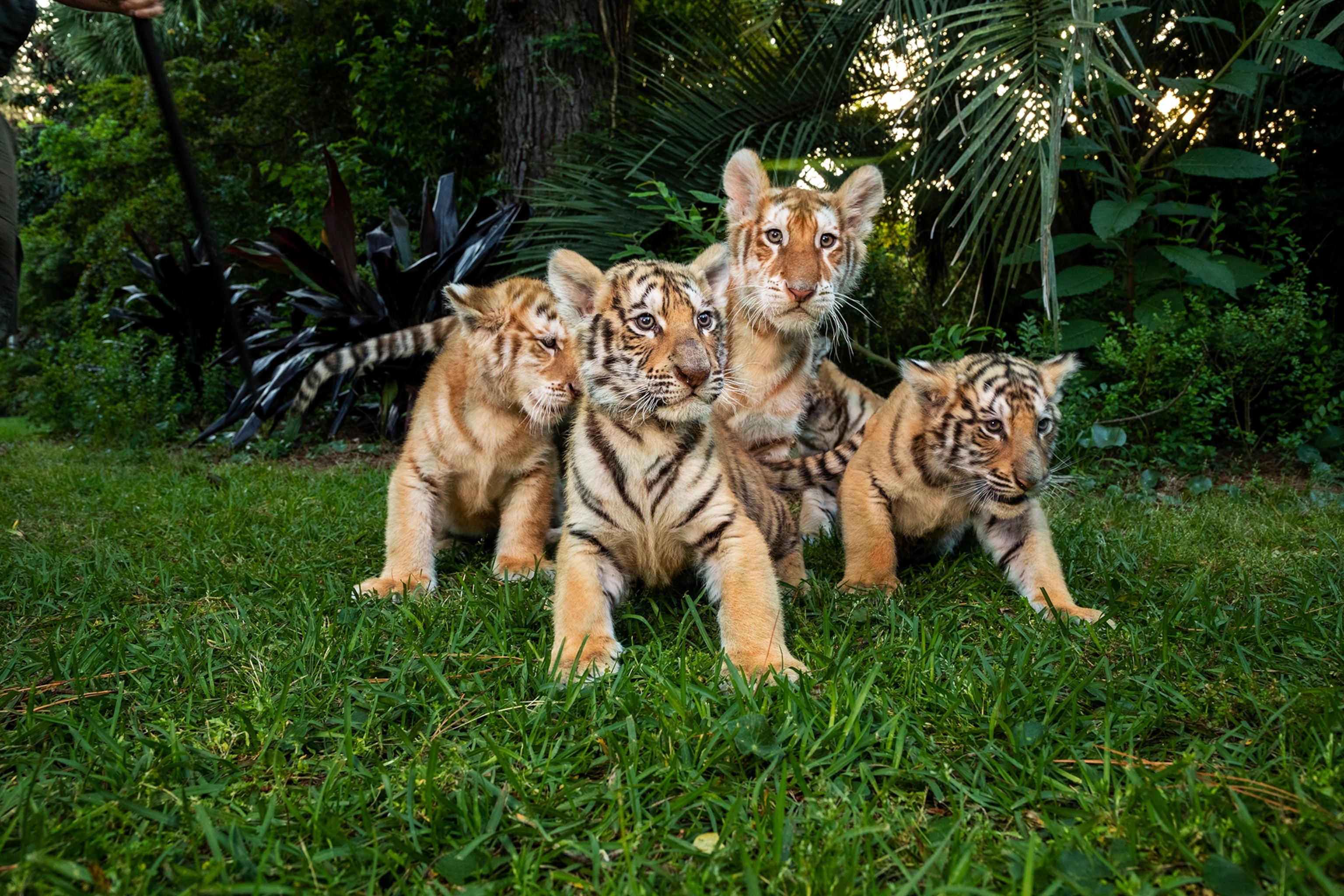 10 good-news stories for wildlife in 2020