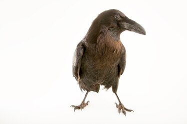 Common Raven | National Geographic
