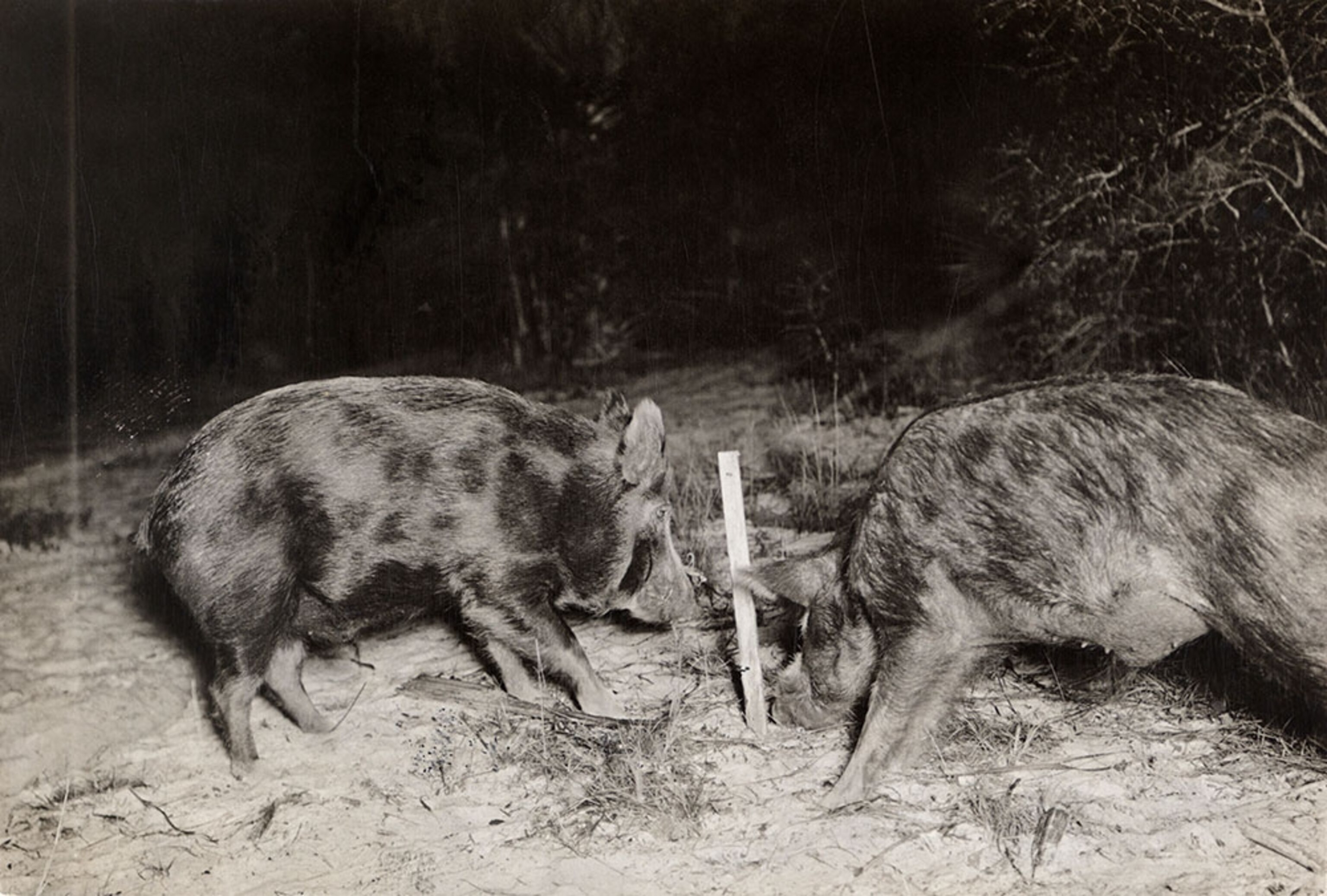 Can we stop feral pigs before they wreck everything? | National Geographic