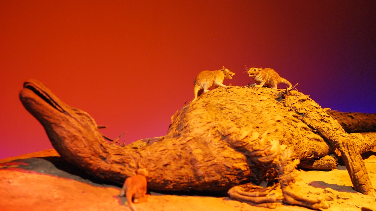 Getting to the Root of Fur | National Geographic