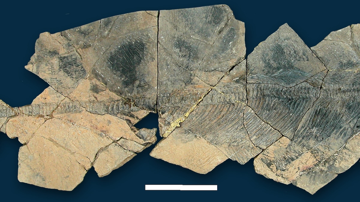 Ichthyosaurs Didn’t Slurp Squid, After All | National Geographic