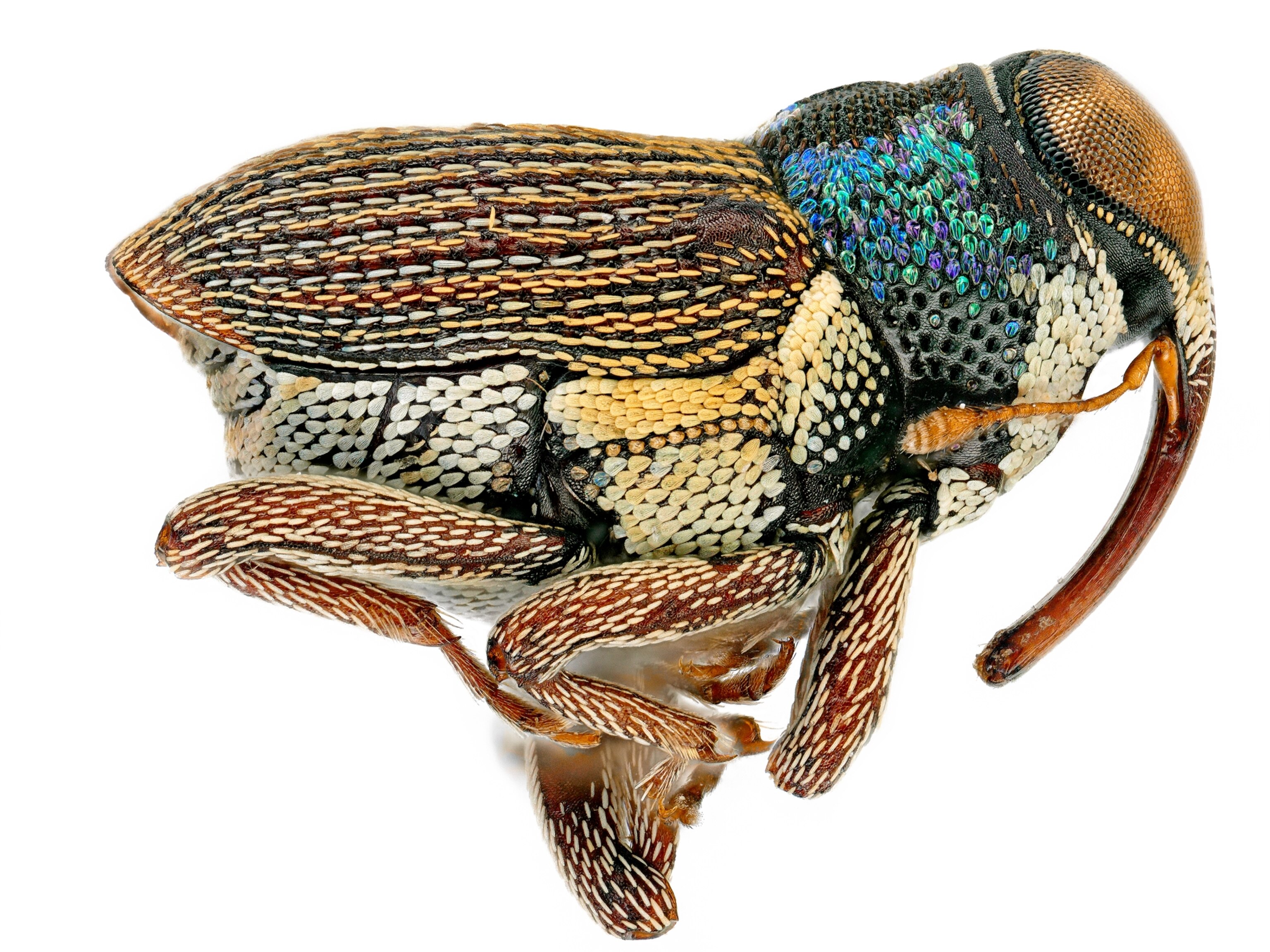 Hundreds of new and unusual insects discovered in the Amazon’s canopy