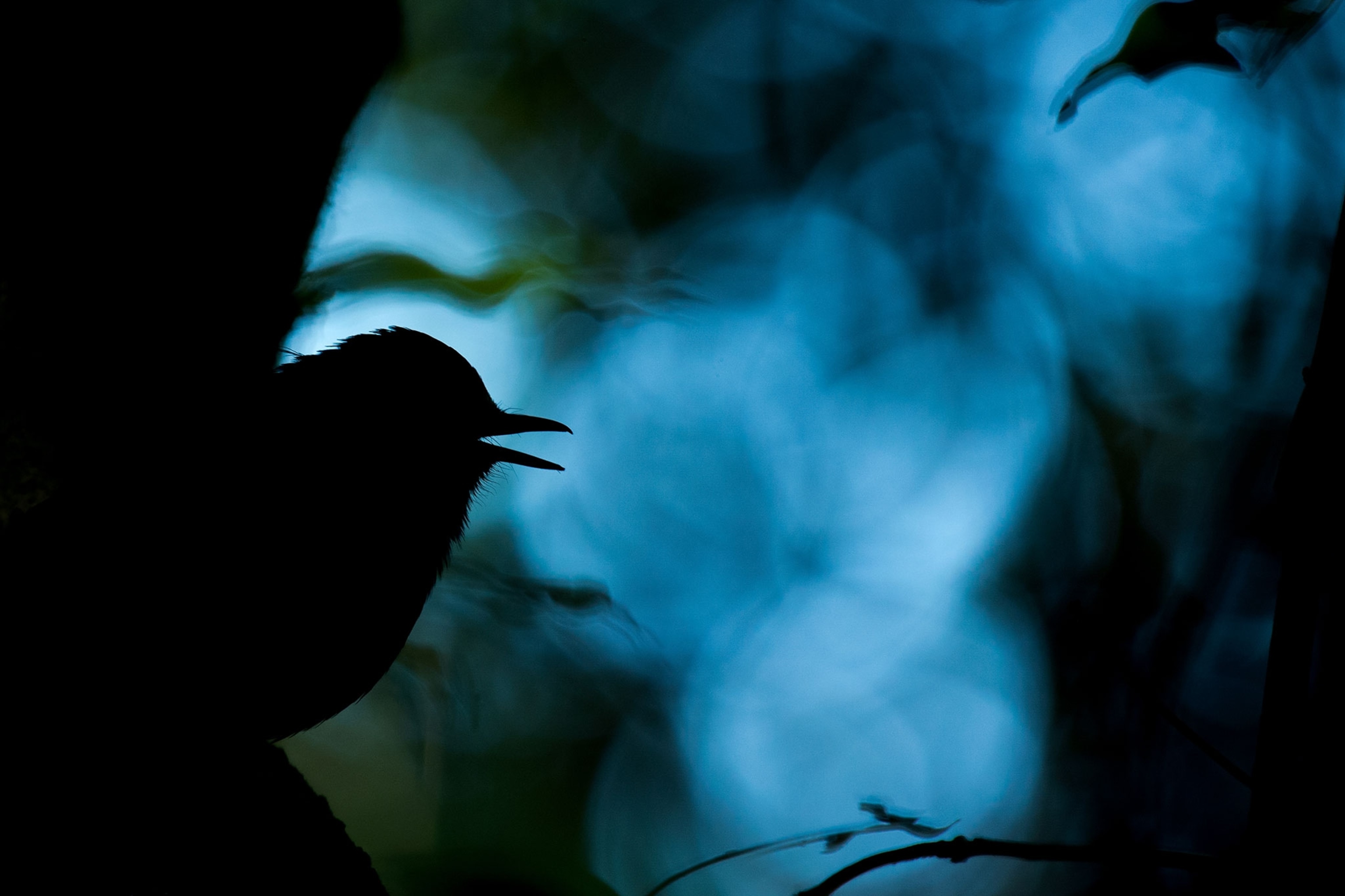 Breathtaking ‘Sky Islands’ Showcase Evolution in Action