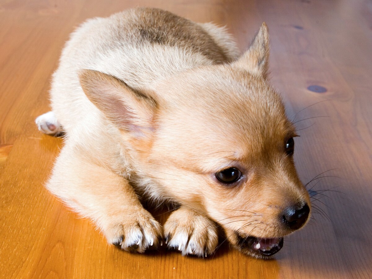 OCD Dogs, People Have Similar Brains; Is Your Dog OCD?