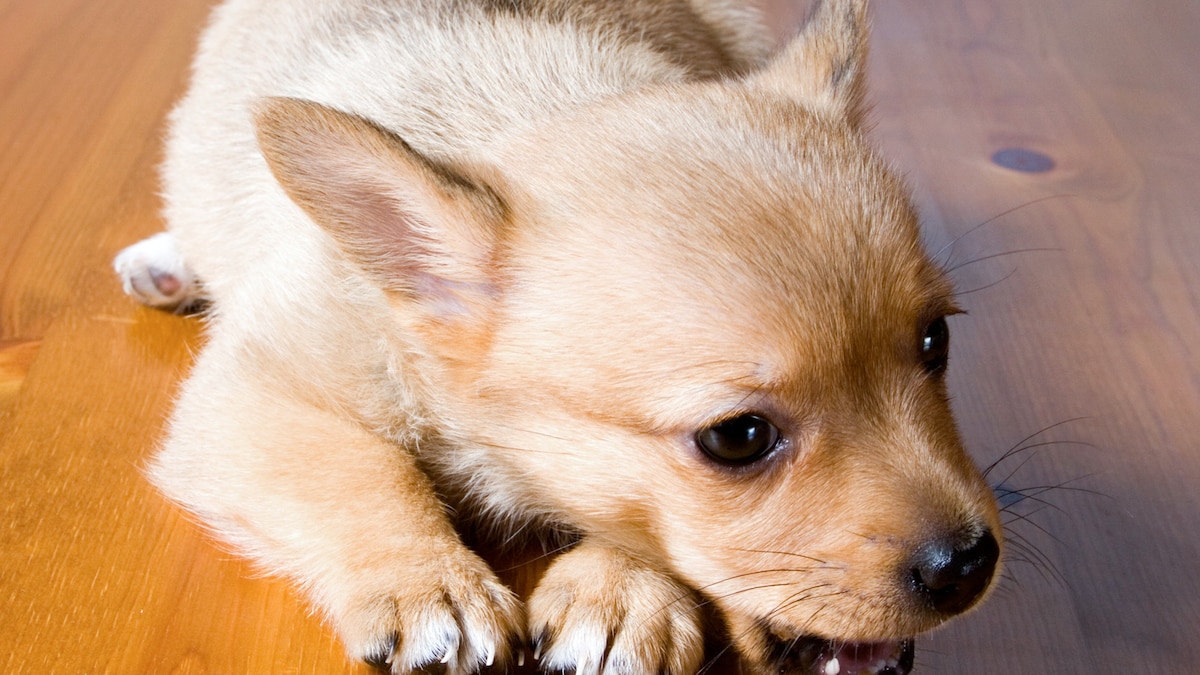 OCD Dogs, People Have Similar Brains; Is Your Dog OCD? | National ...