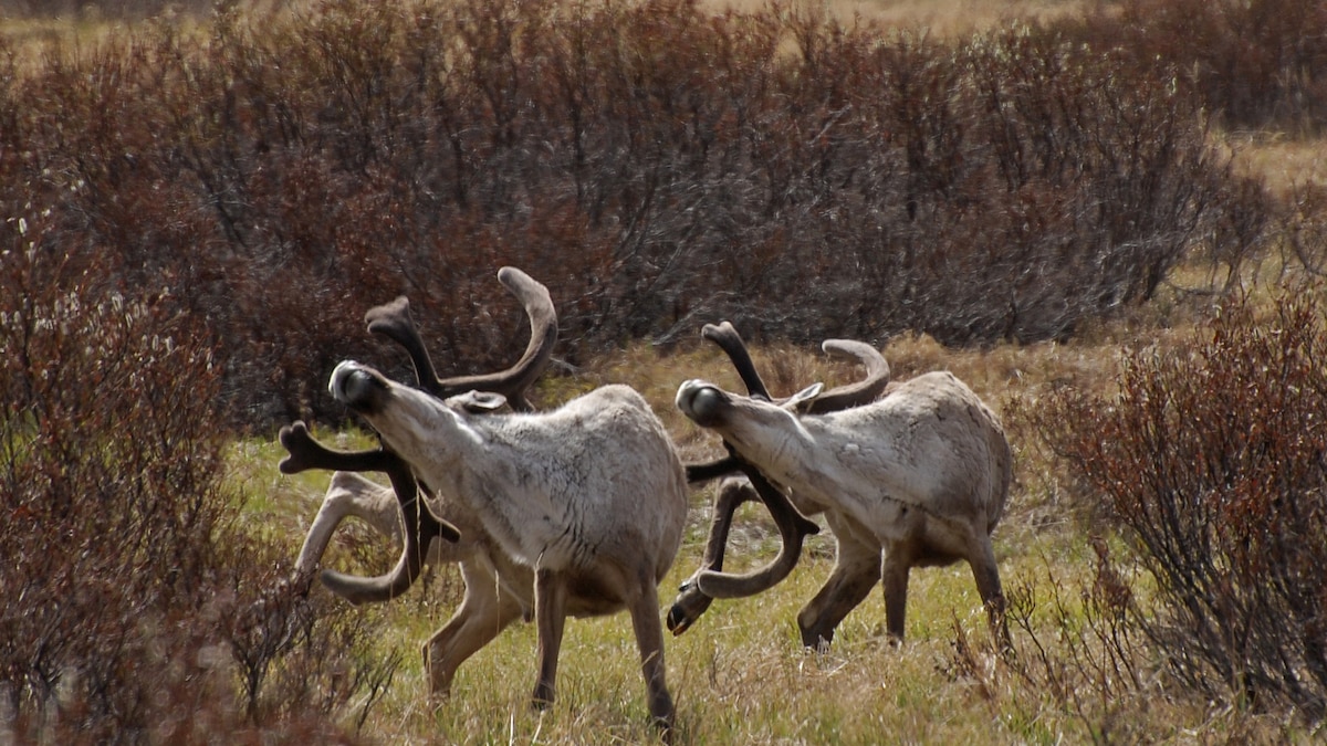Adorable Pictures of Itchy Animals | National Geographic