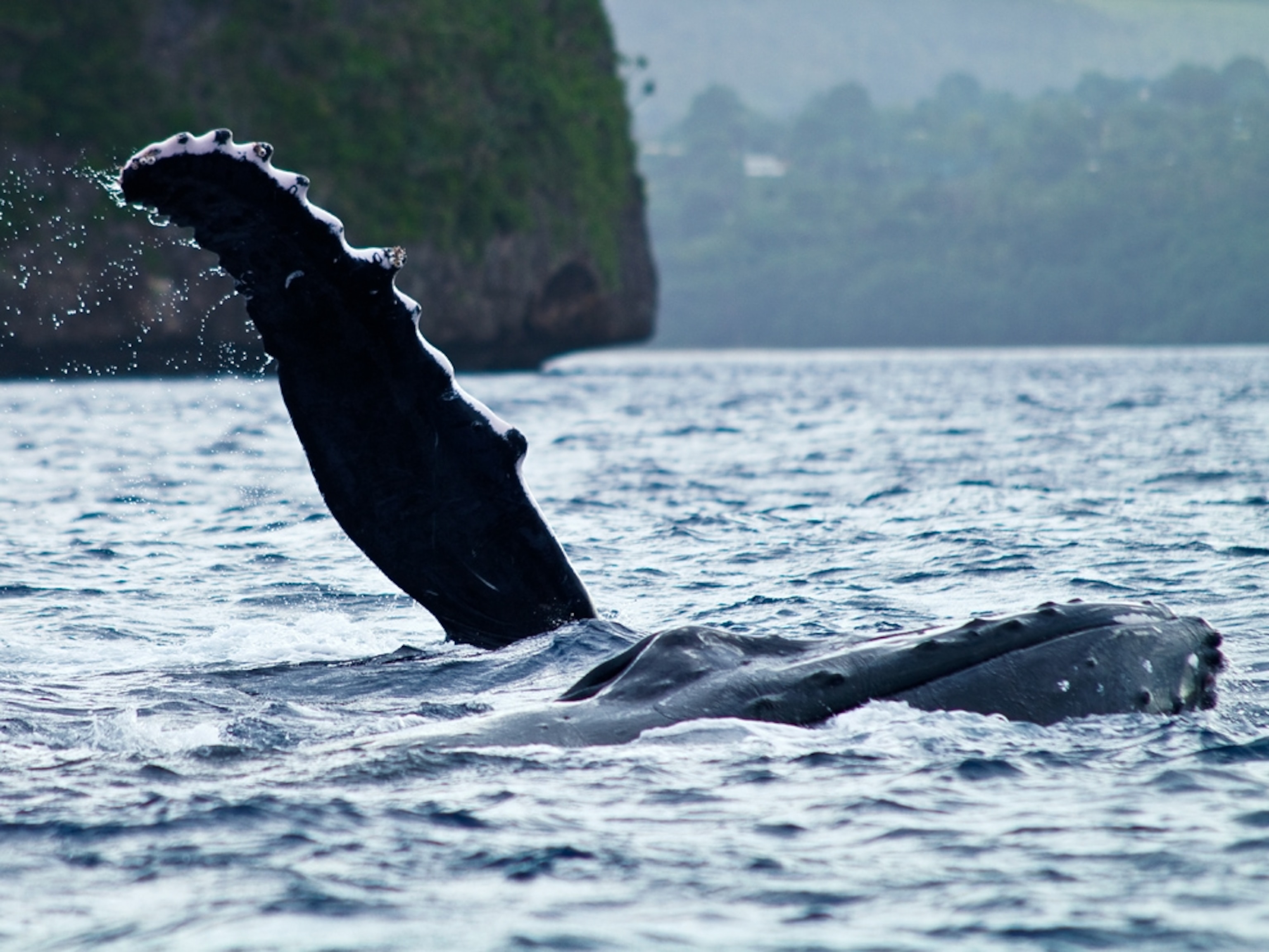 Biomimicry Pictures: Nature Yields New Ideas for Renewable Energy and ...