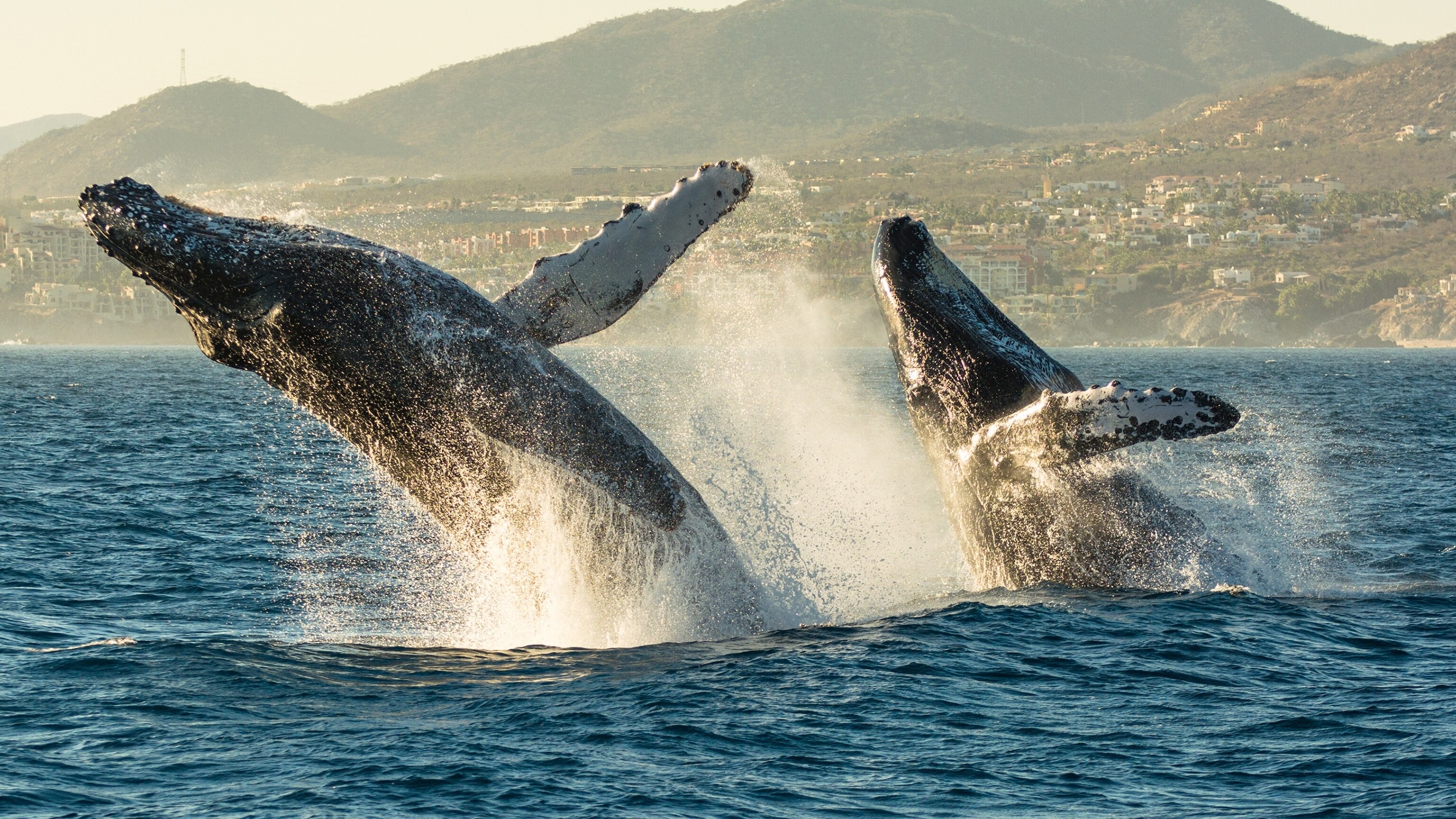 Take a Look at These Amazing Airborne Animals
