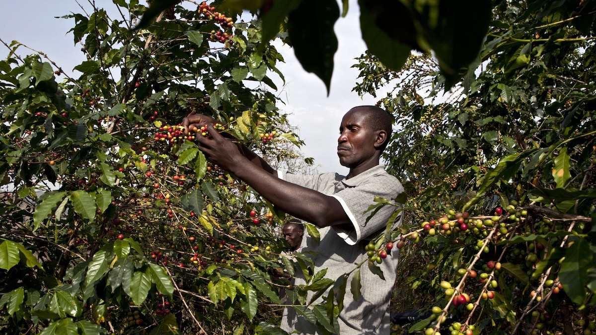 Uganda's Coffee Threatened by Drought and Climate Change | National ...