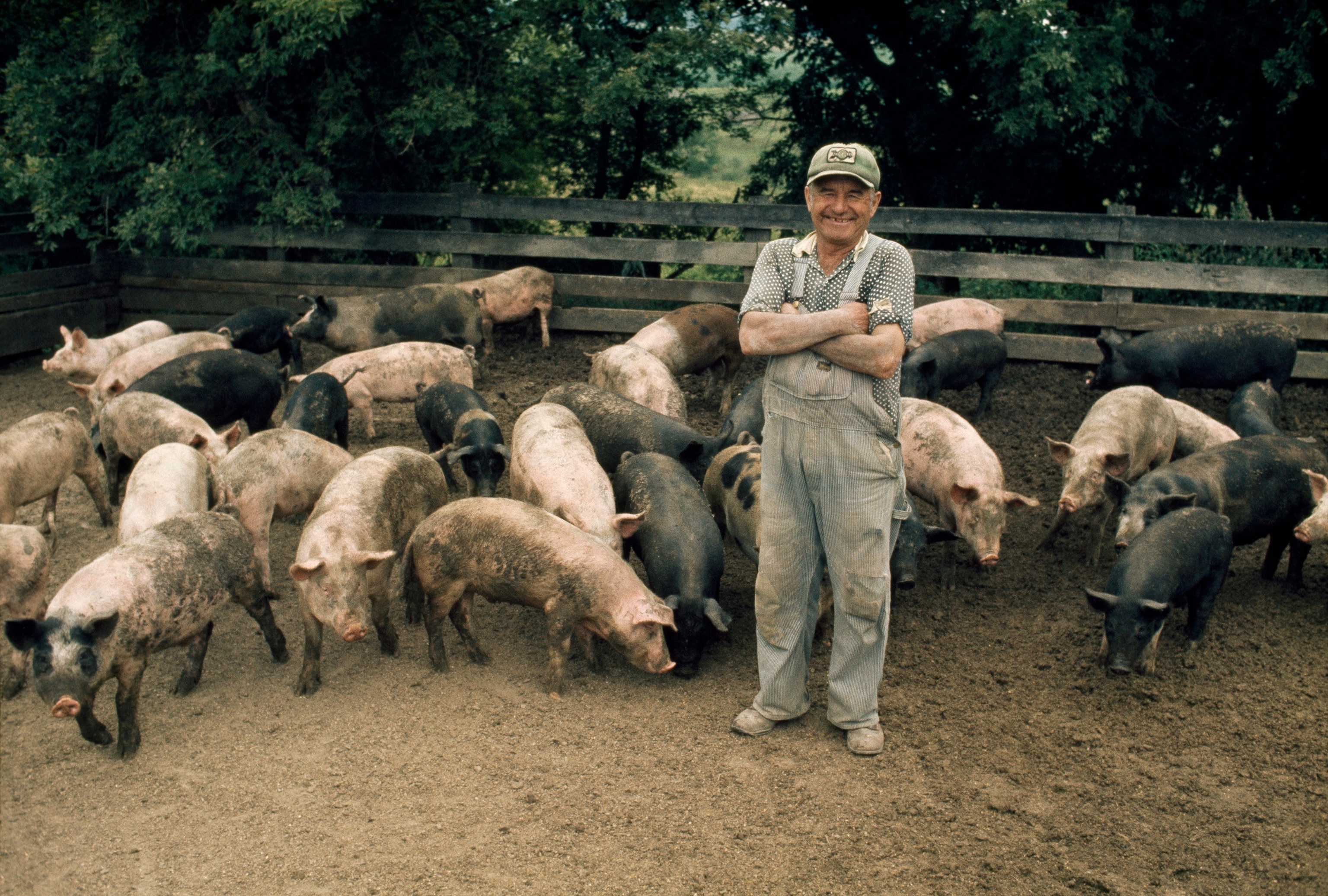 Our Swine, Ourselves: ‘Pig Tales’ About How We Treat ‘Lesser Beasts ...