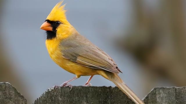 Rare Yellow Cardinal Photographed In Alabaster Alabama Rare Yellow Cardinal Photographed In Alabaster Alabama