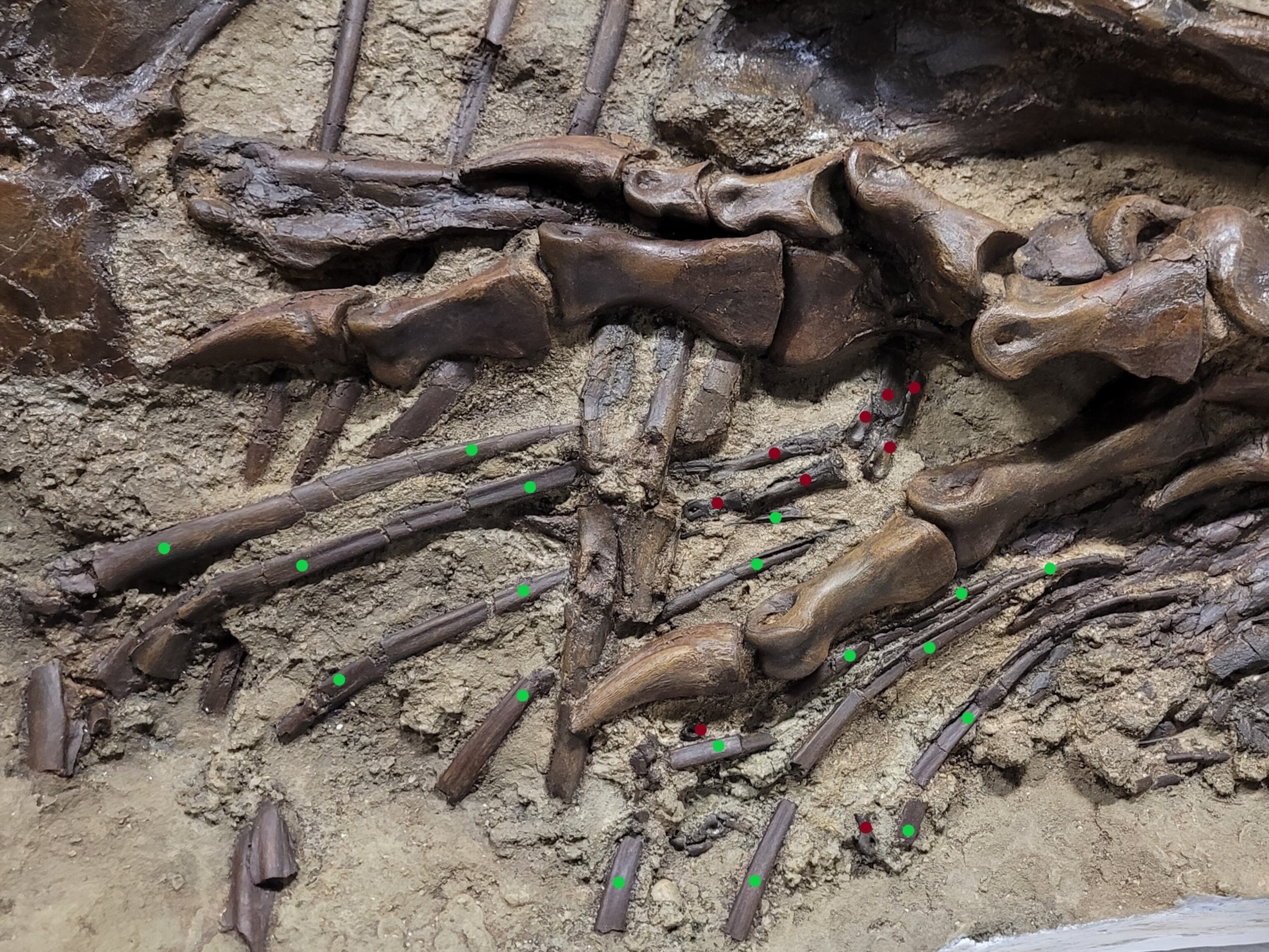 Dino nuggets ... for dinosaurs? A young tyrannosaur’s last meal gives ...