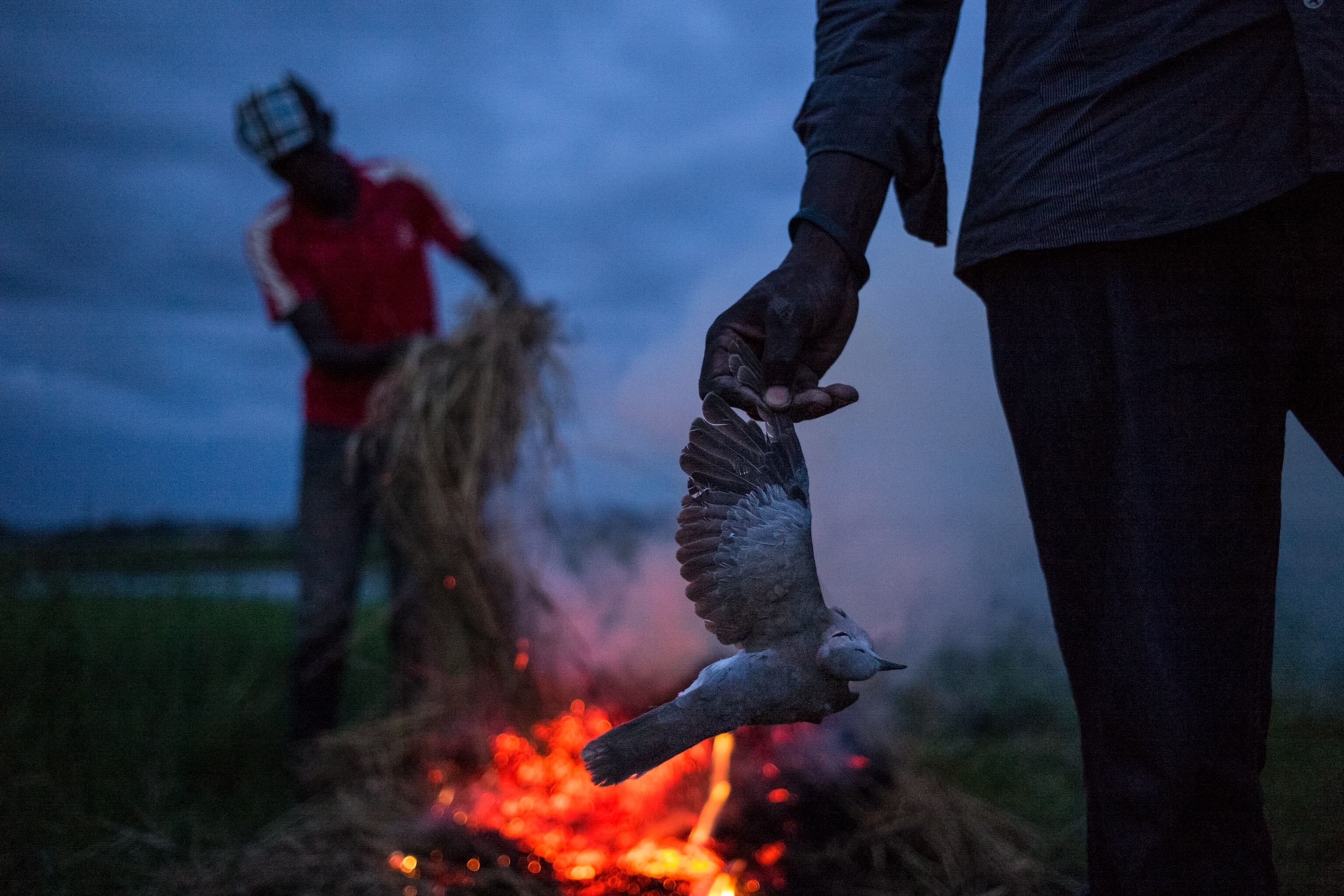 Why Poison Is a Growing Threat to Africa’s Wildlife