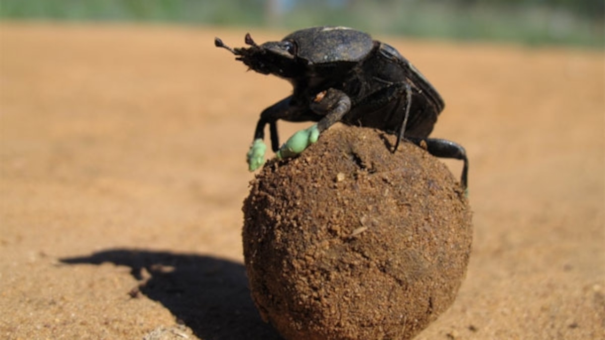 This dung beetle’s air-conditioning unit is crap. No, really | National ...