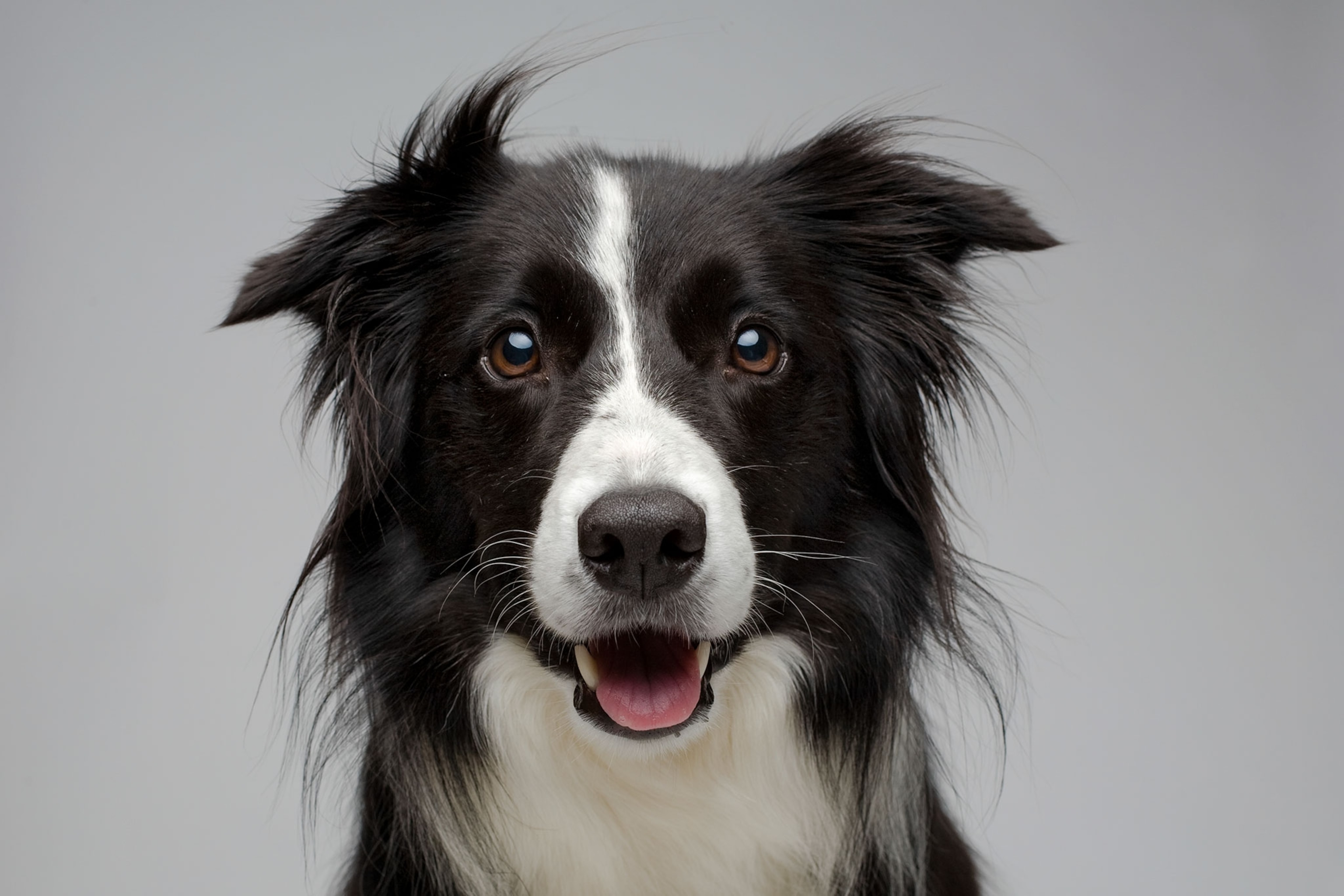 Why Are Dogs So Friendly? Science Finally Has an Answer