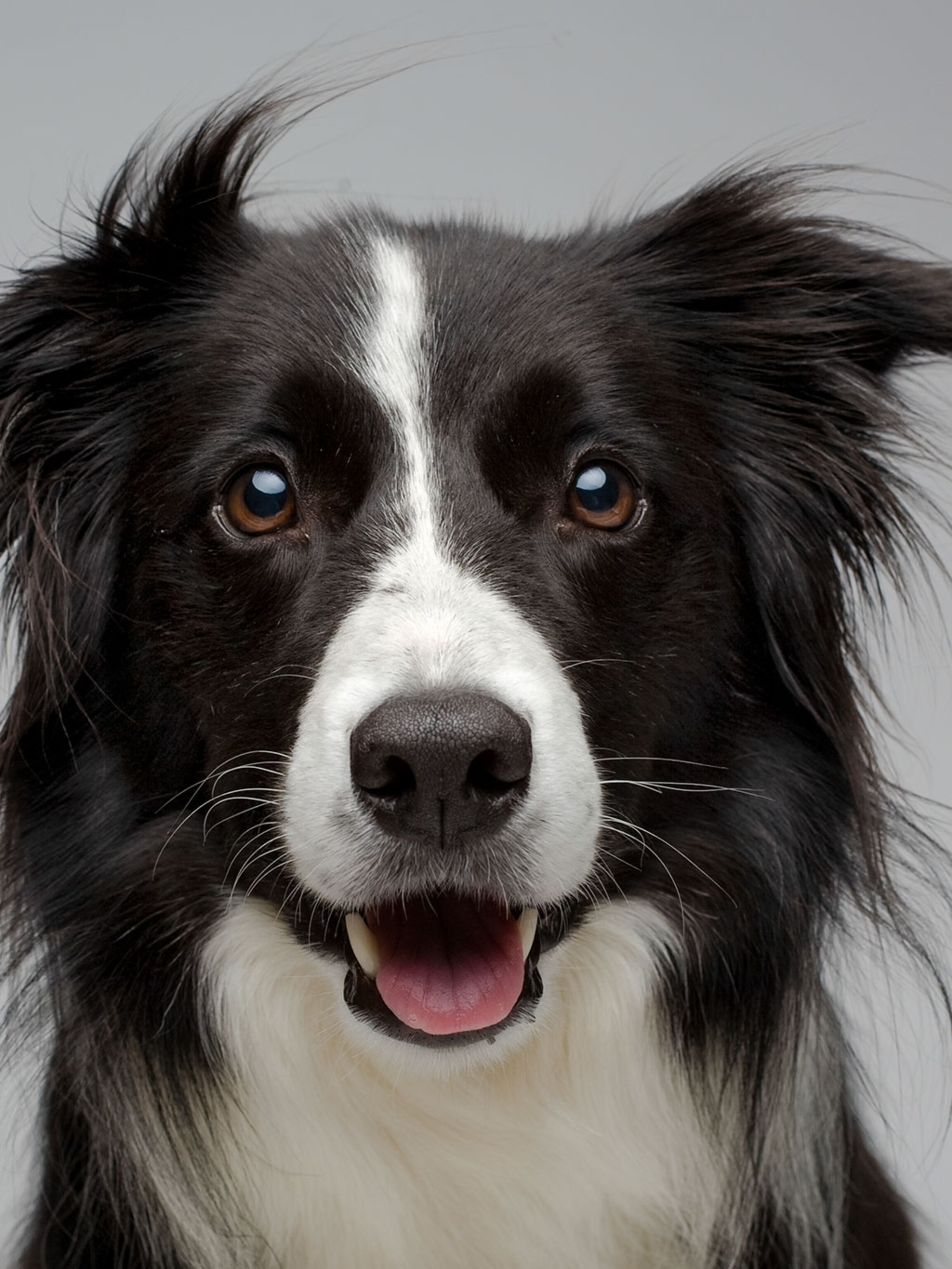 Are Mastiff Dogs Friendly