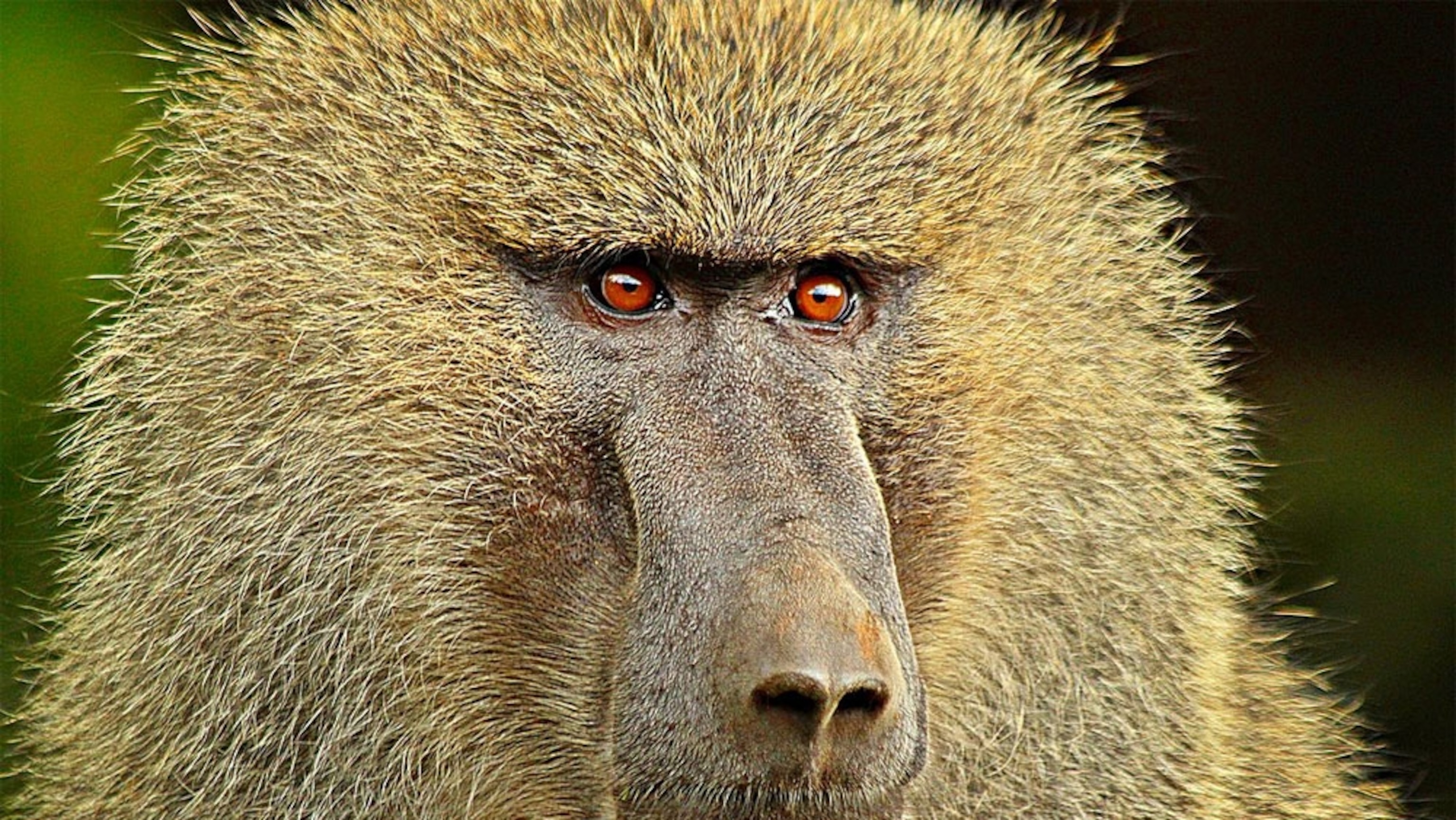 But Pictures Of Baboons Living With Baboons – How To Make Life