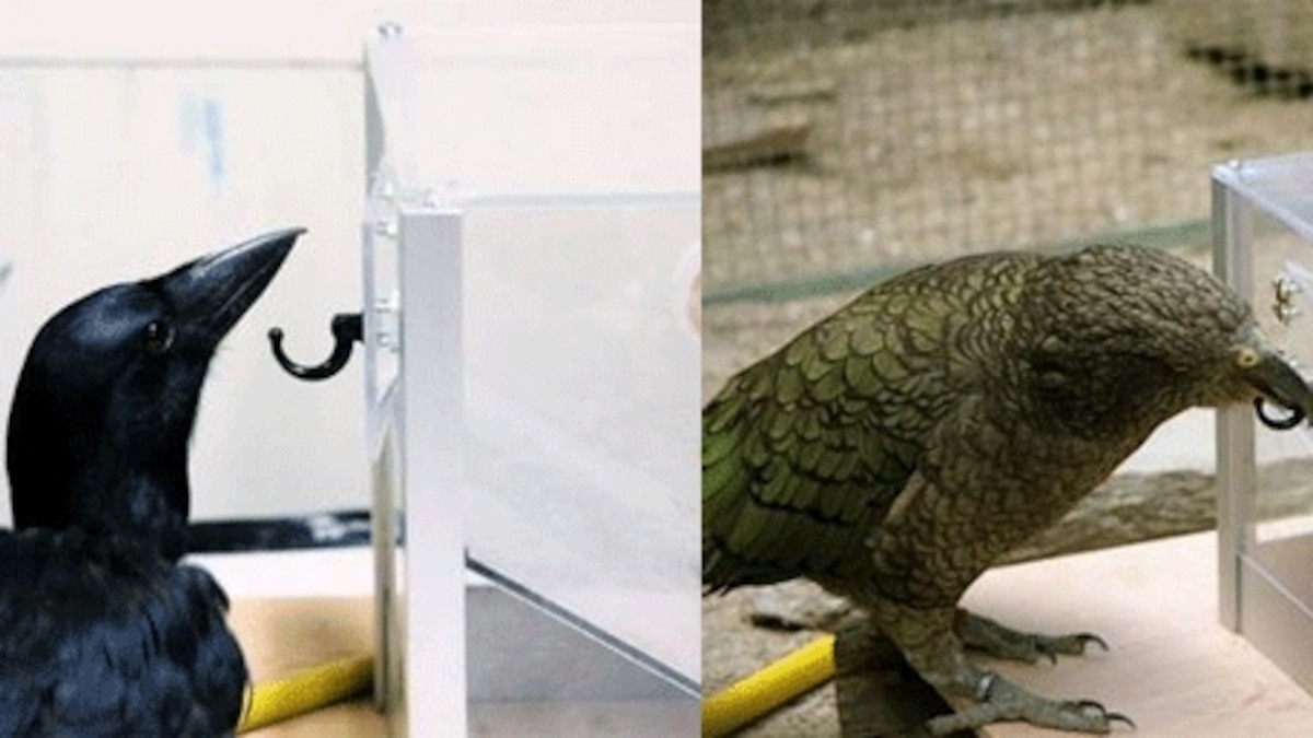 Crows and parrots – brainy birds, but in different ways | National ...