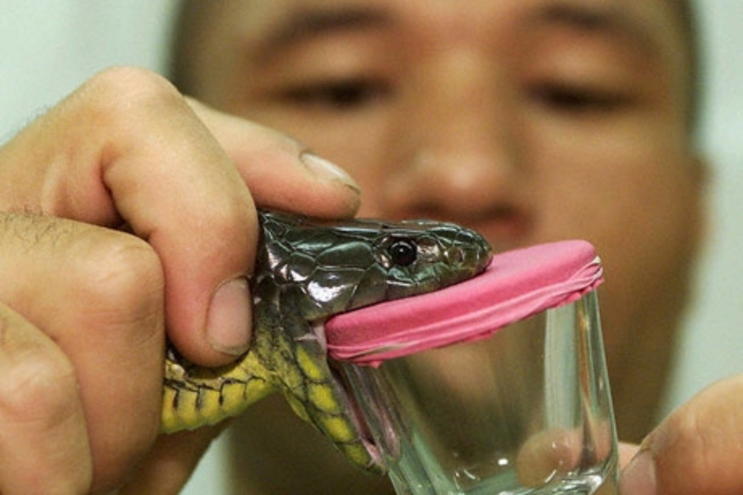 National Geographic News: Snake Wranglers