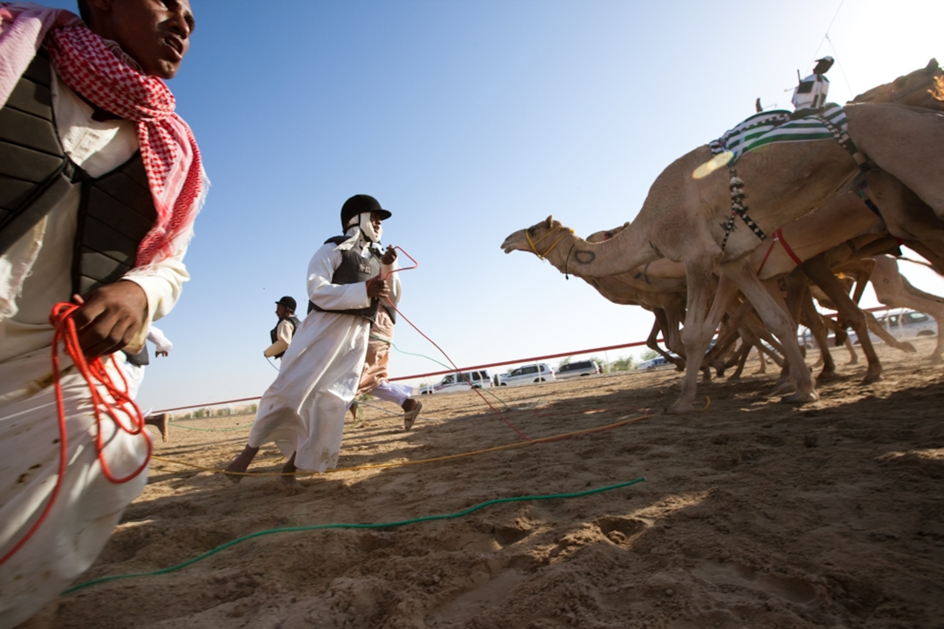 Camel Racing in Abu Dhabi Photos -- National Geographic