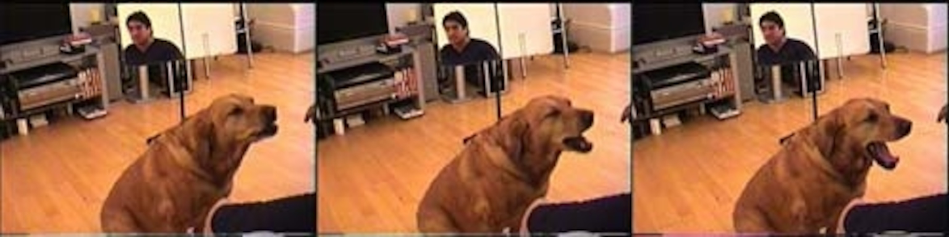 Why Is A Yawn Catchy