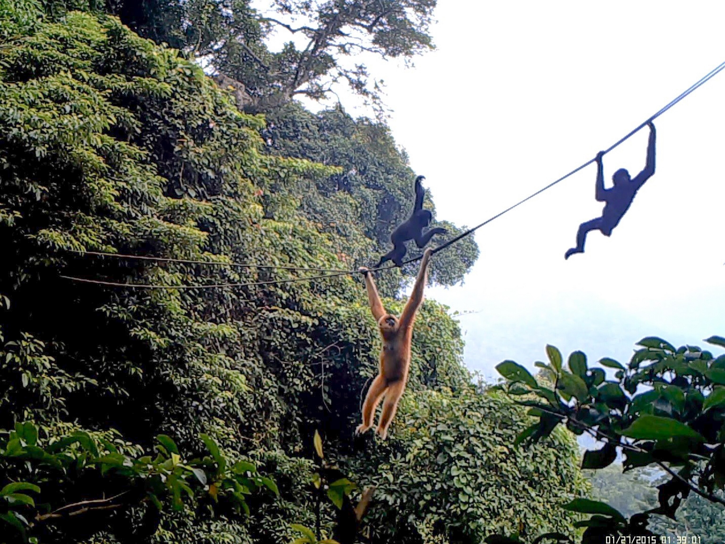 Only 30 of these primates remain on Earth. This simple rope bridge may ...