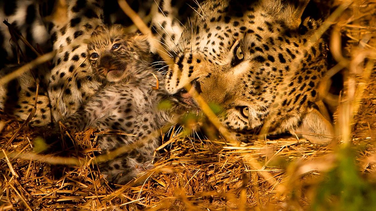 Rare Picture: Male Leopard Kills, Eats Cub | National Geographic